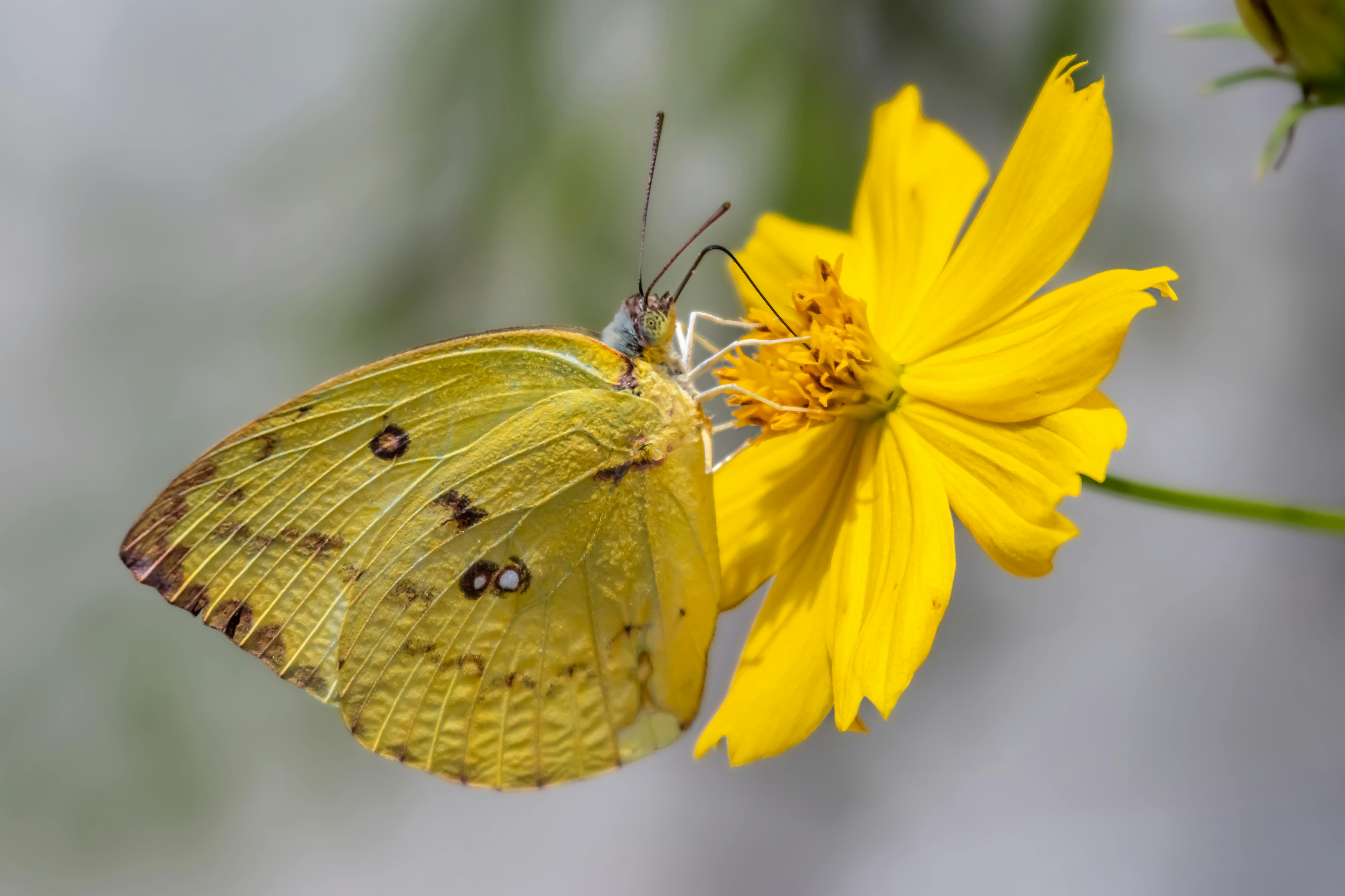 Black and White Butterfly Perch on Yellow Petaled Flower · Free Stock Photo