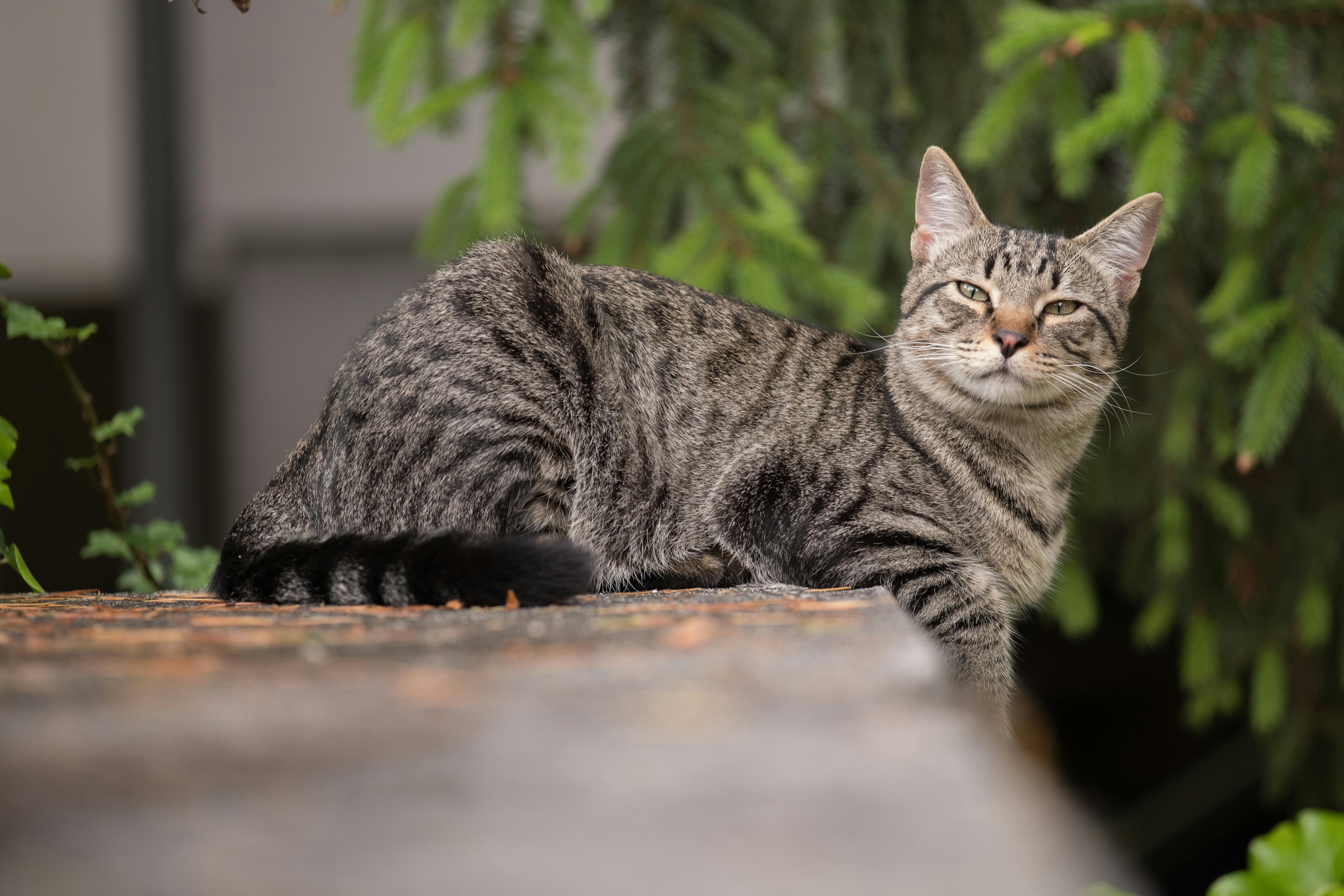 Domestic Feline Photos, Download Free Domestic Feline Stock Photos & HD ...