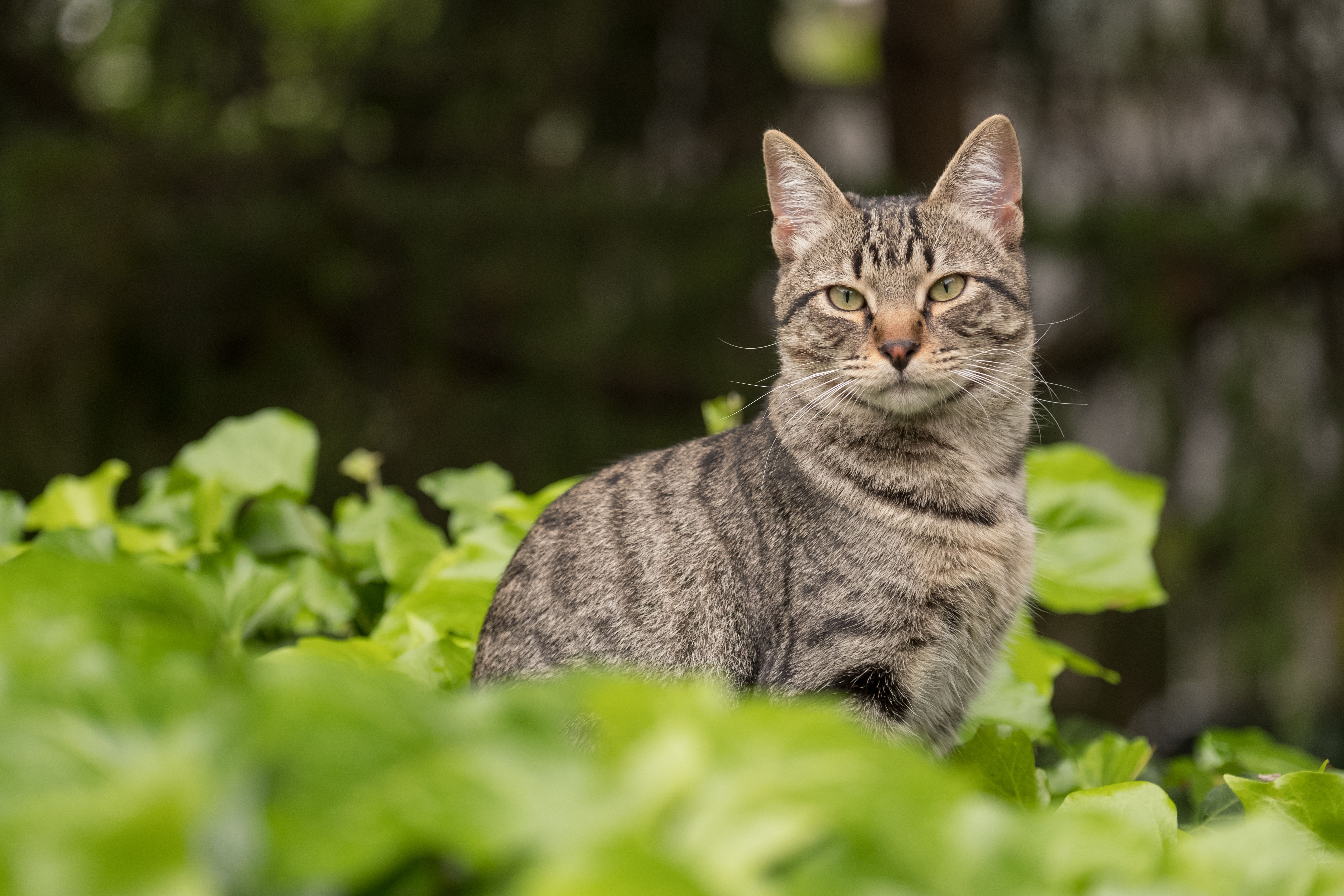 Hang Cat Photos, Download Free Hang Cat Stock Photos & HD Images