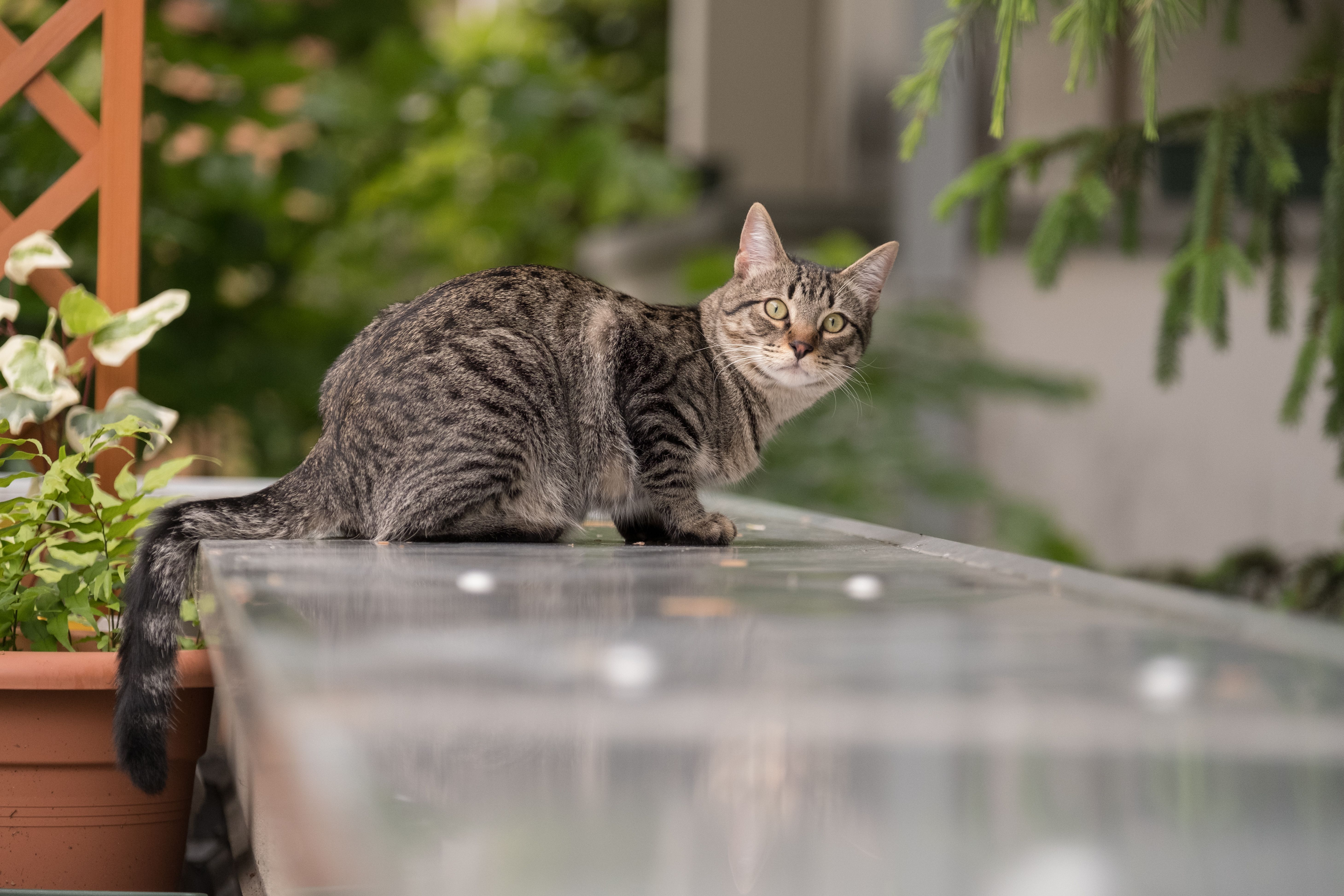 Hang Cat Photos, Download Free Hang Cat Stock Photos & HD Images