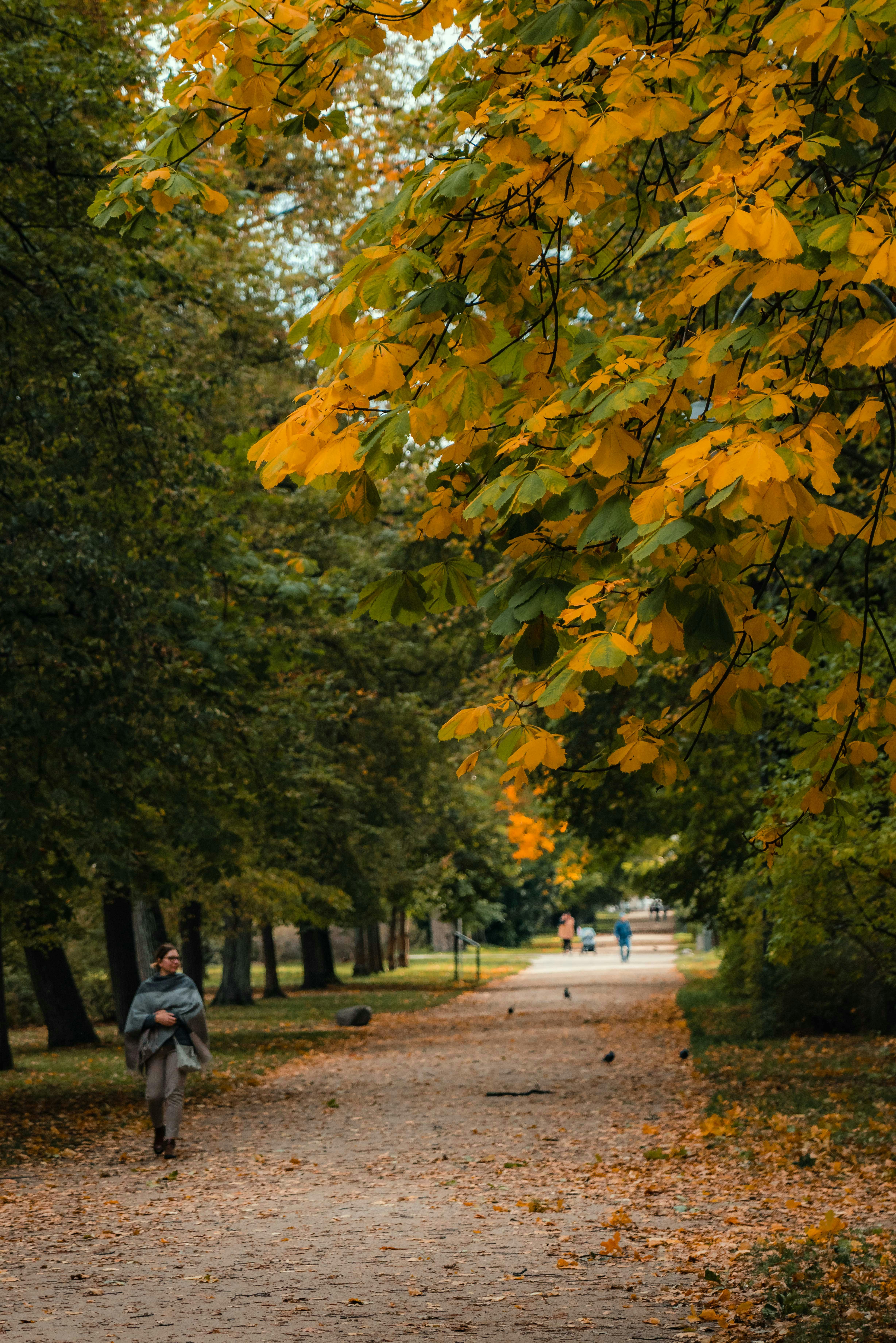 People Walking in a Park in Autumn · Free Stock Photo
