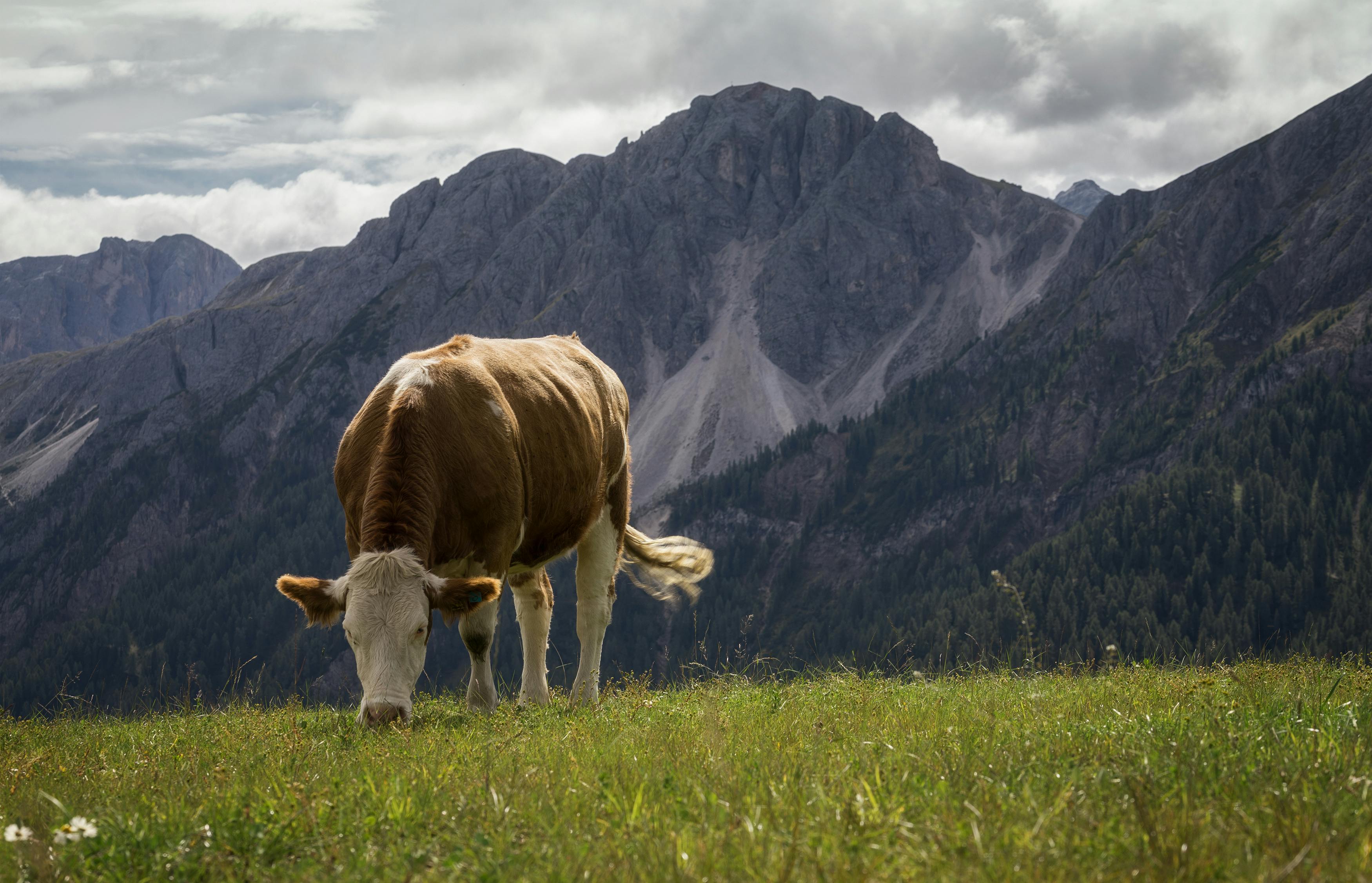 100+ Peaceful Cow Pictures · Pexels · Free Stock Photos