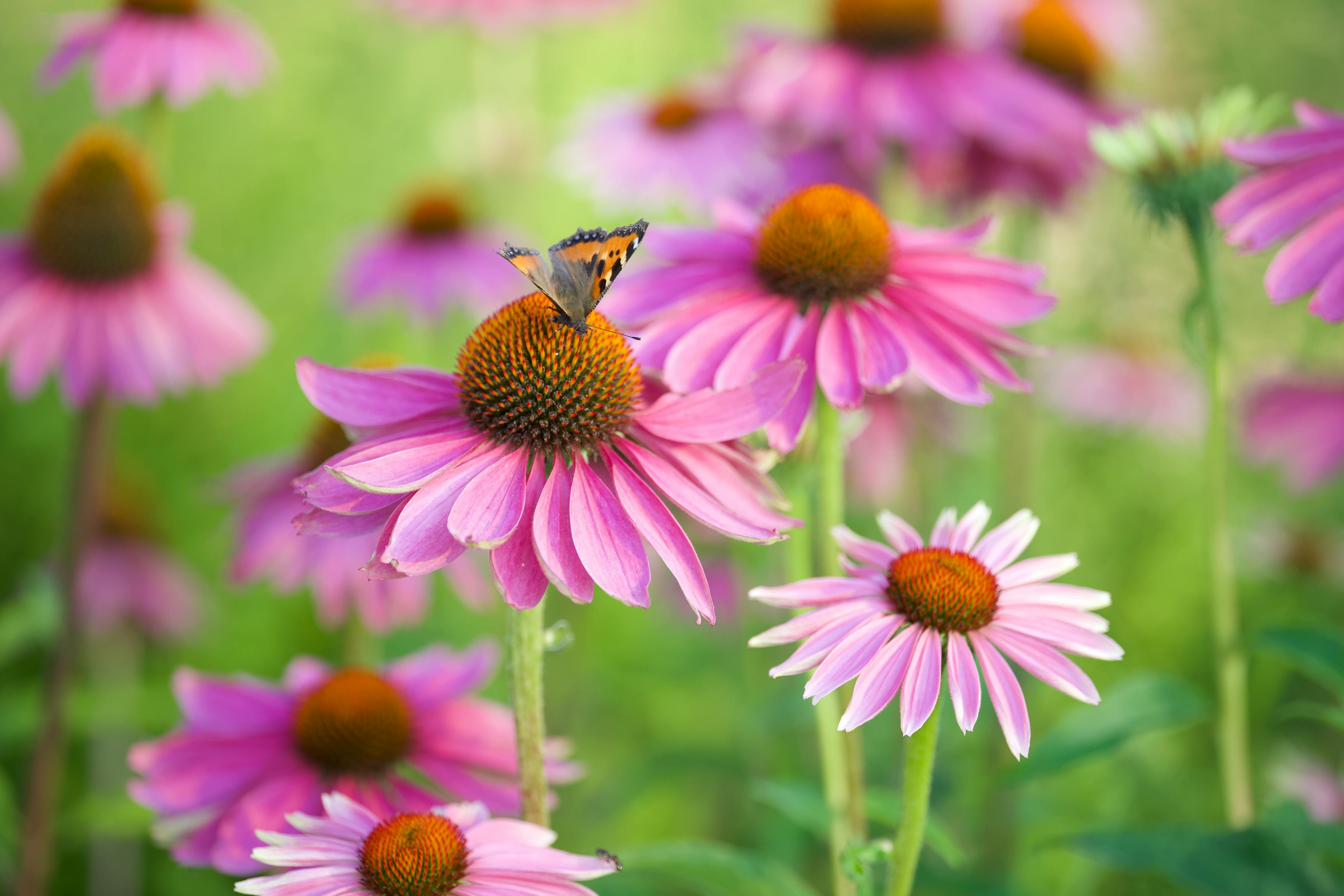 Photo of Coneflower Field · Free Stock Photo