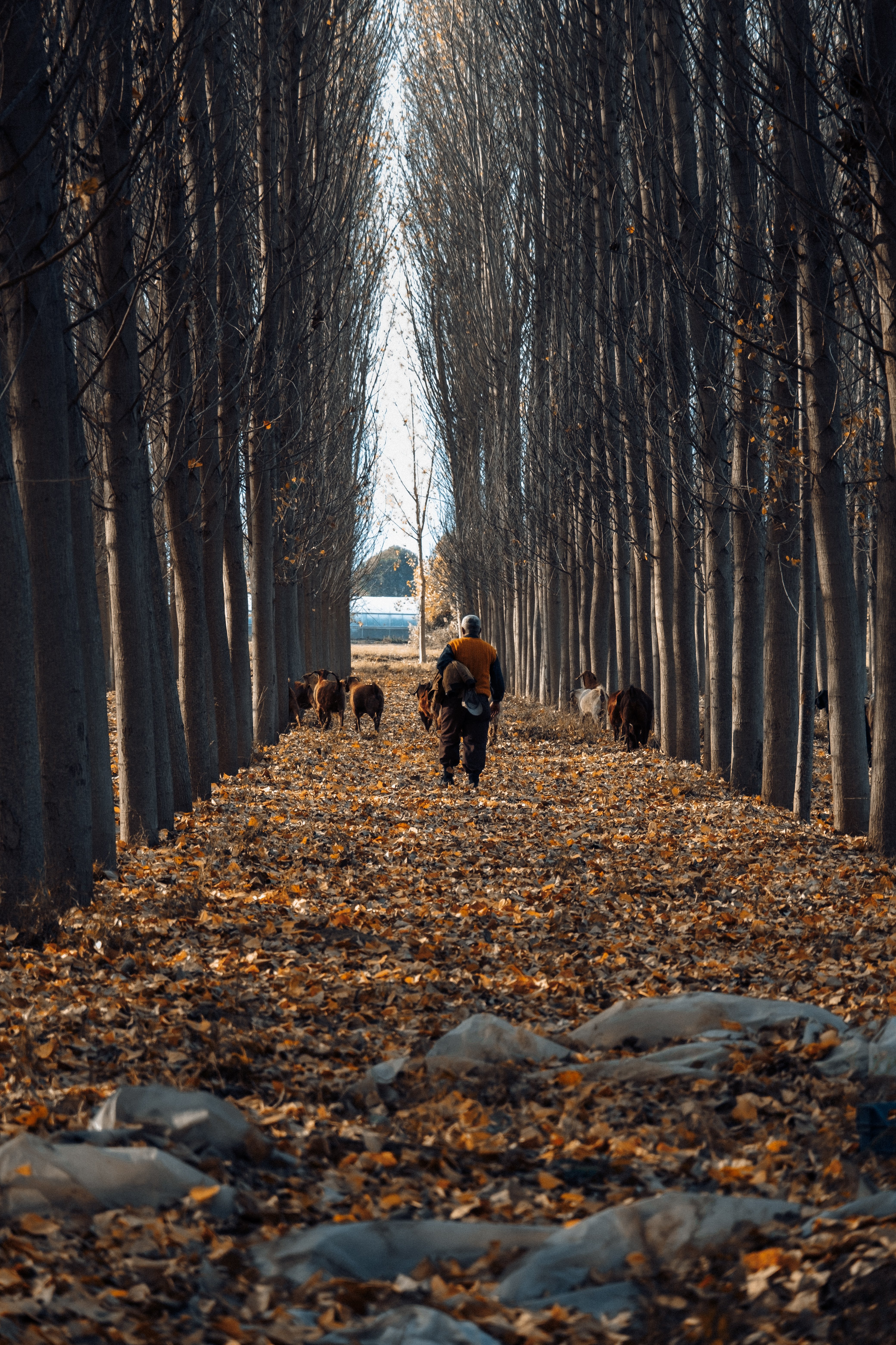 Man Walking Bridge in Park · Free Stock Photo