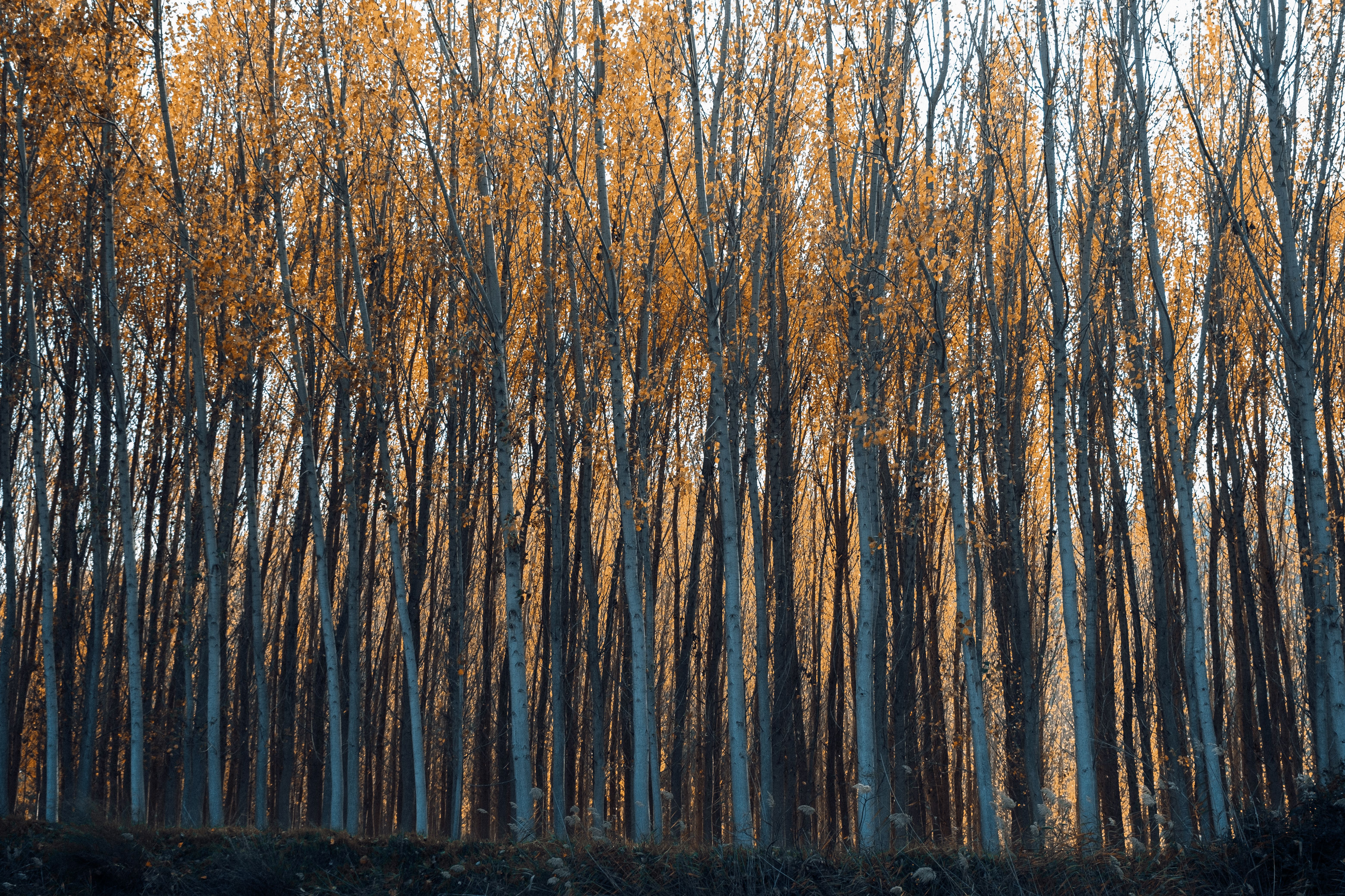 A Brown Tall Trees in the Forest · Free Stock Photo