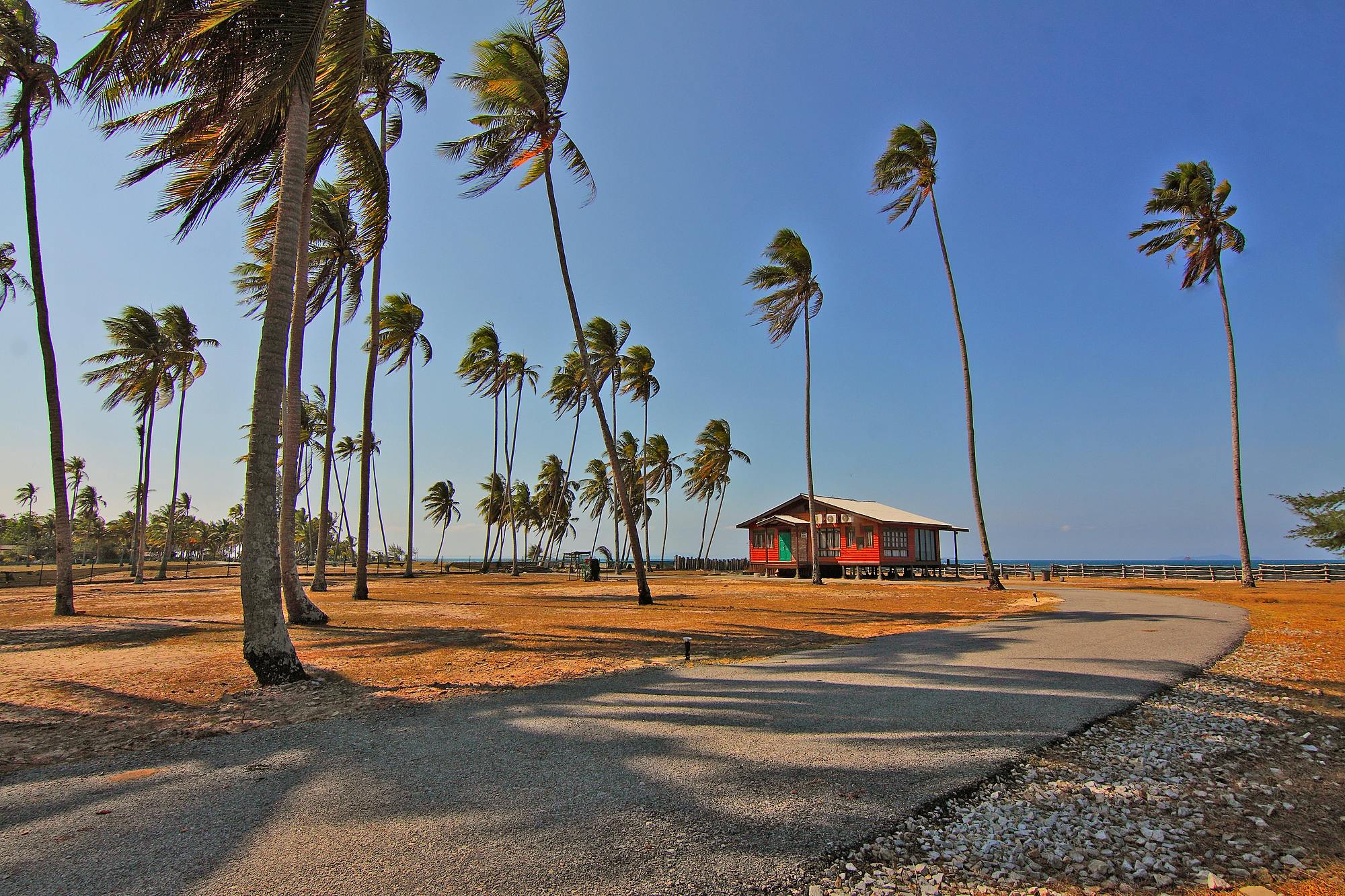 Coconut Trees on Land · Free Stock Photo