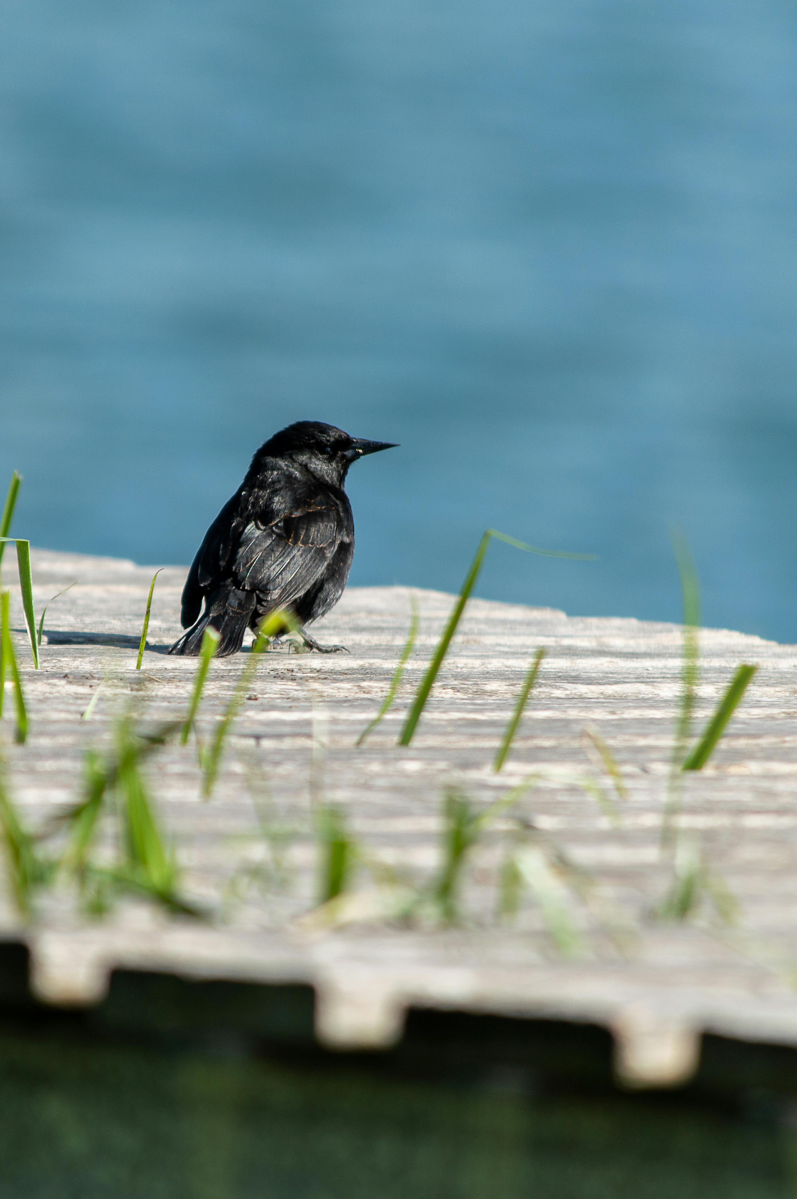 Black Bird Eating Worms · Free Stock Photo