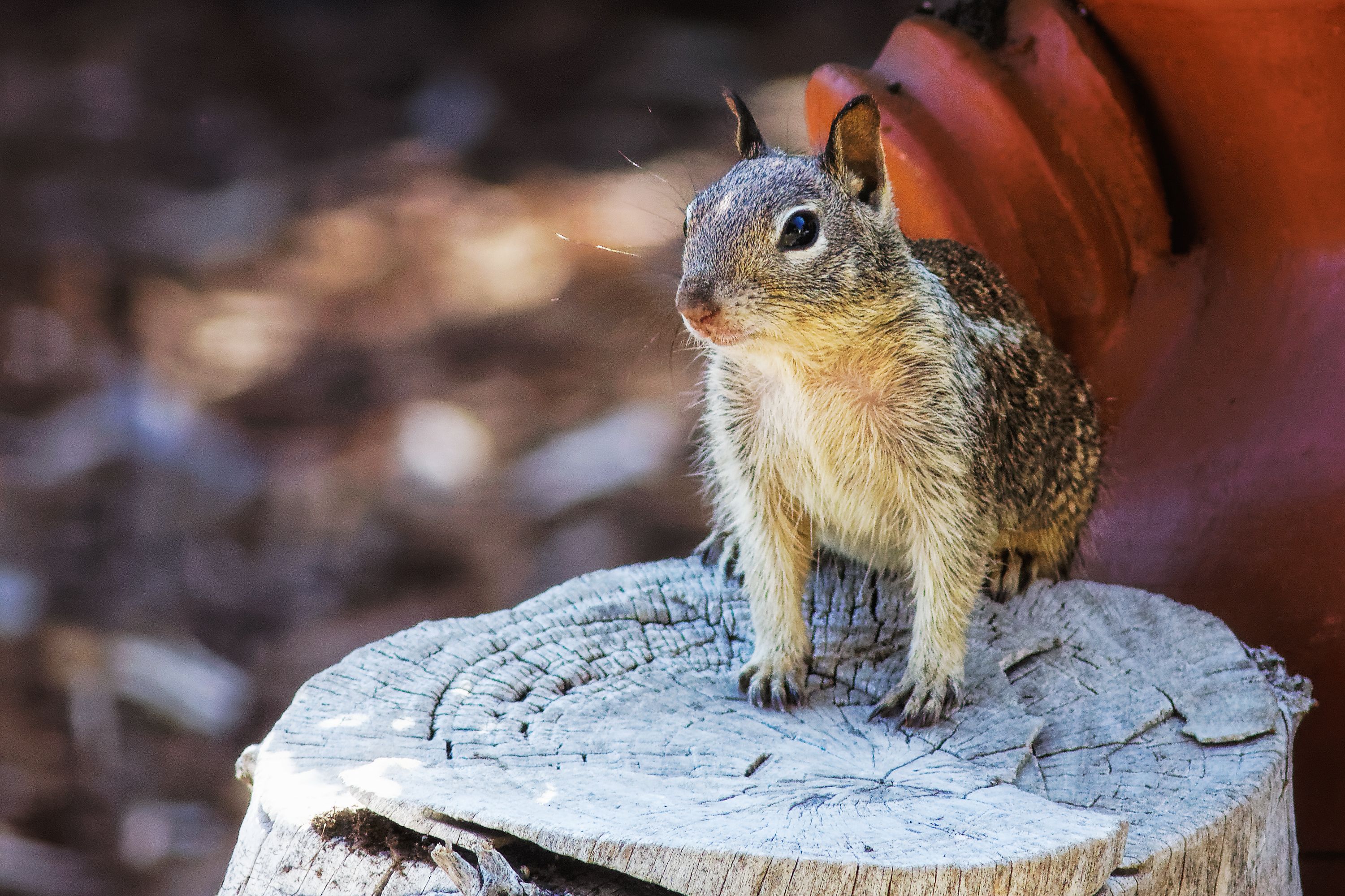 Squirrel on a Tree Stump · Free Stock Photo