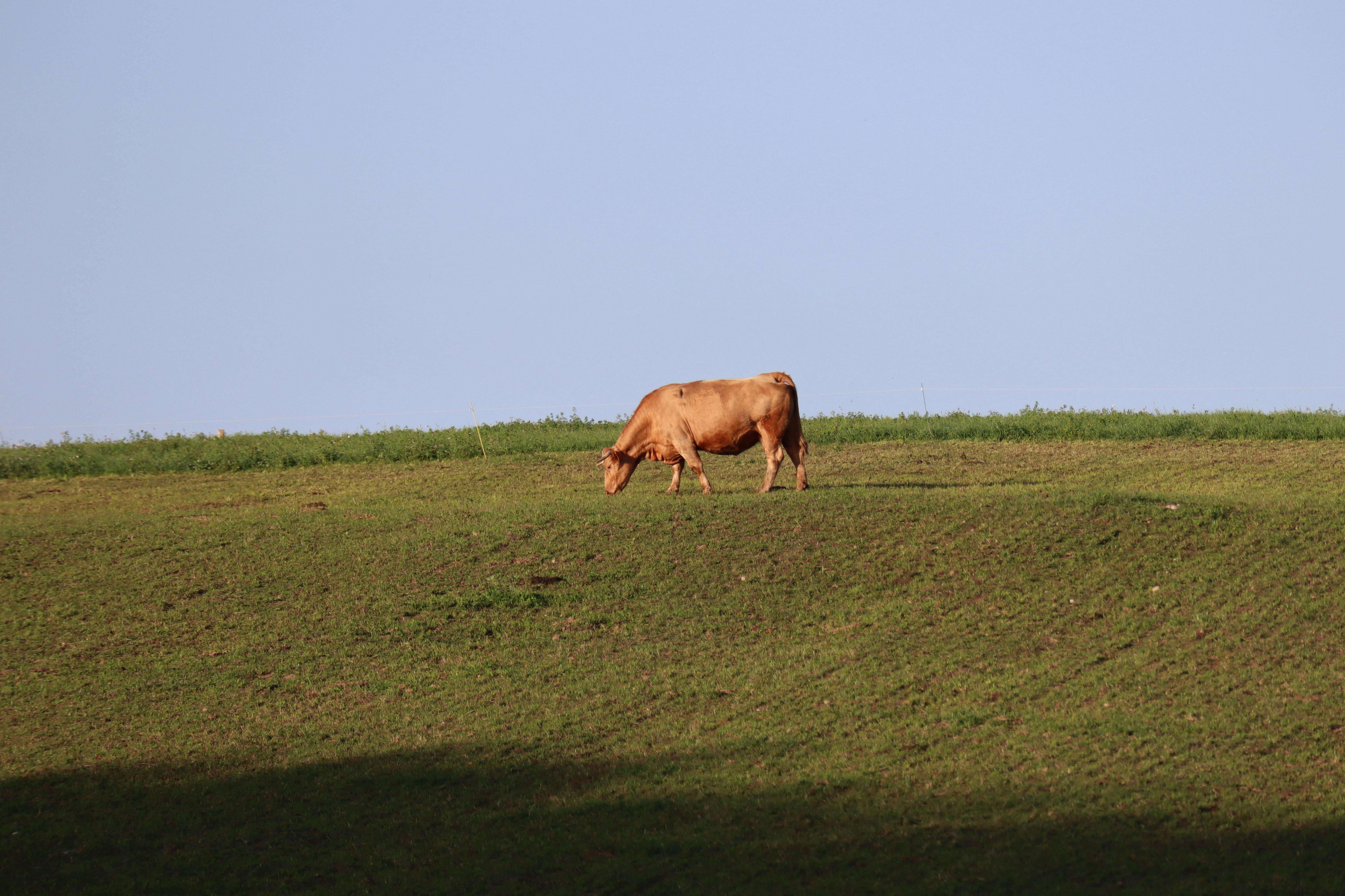Foto de stock gratuita sobre agricultura, al aire libre, animal, bos taurus, bovino, bucólico ...