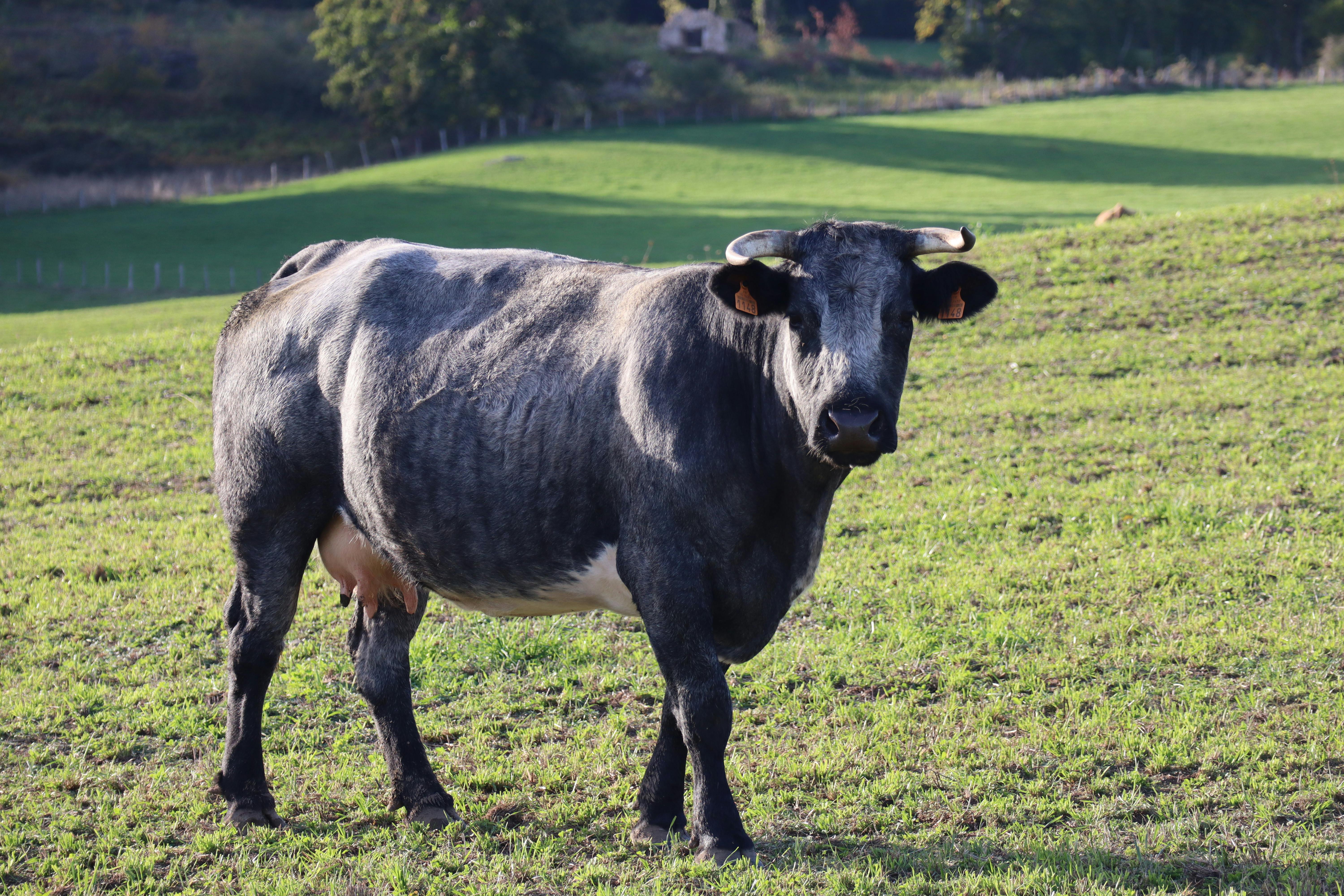 A Black Morucha Cattle on the Grass · Free Stock Photo