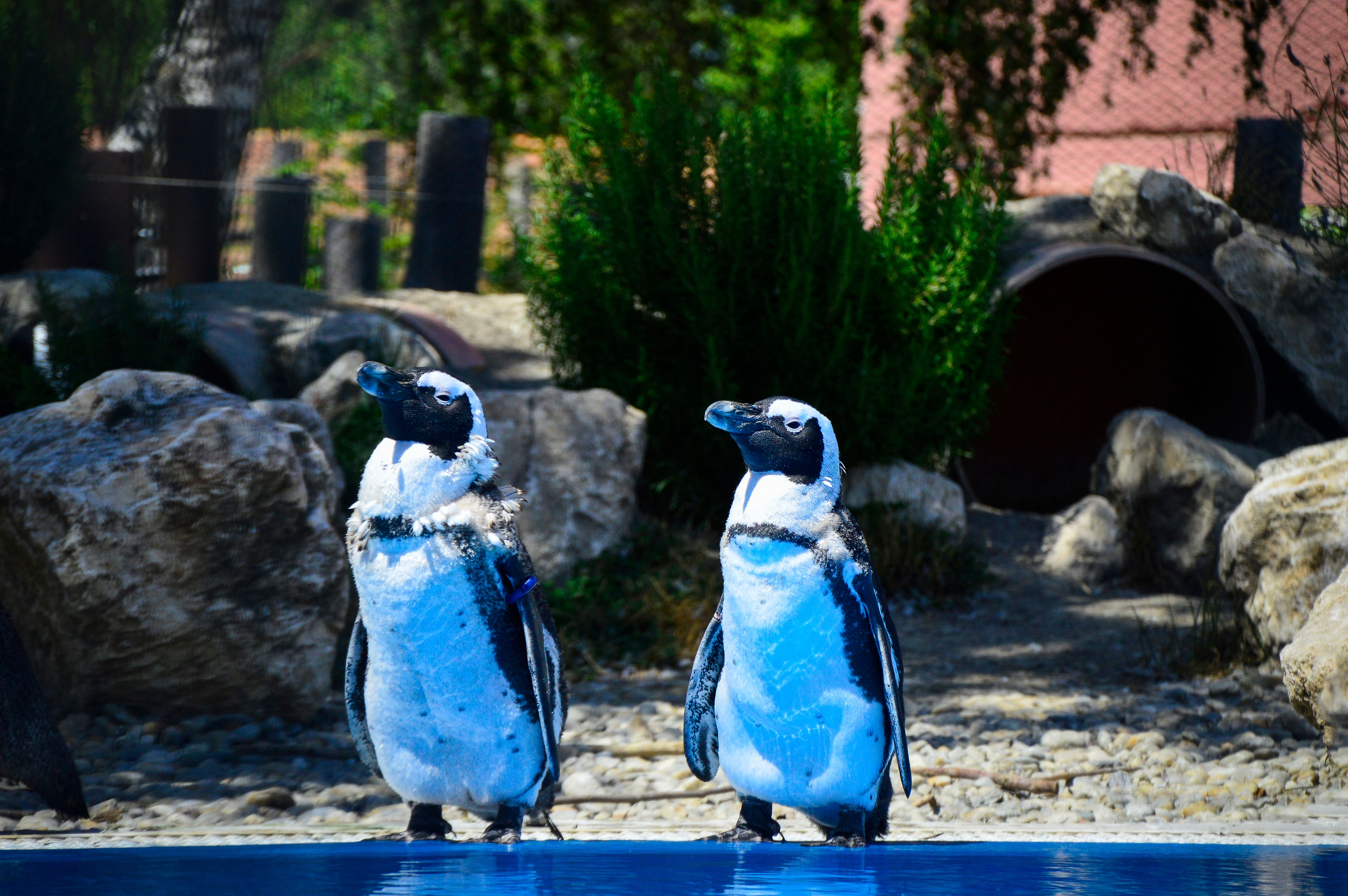Close-up of Penguins by the Pool · Free Stock Photo