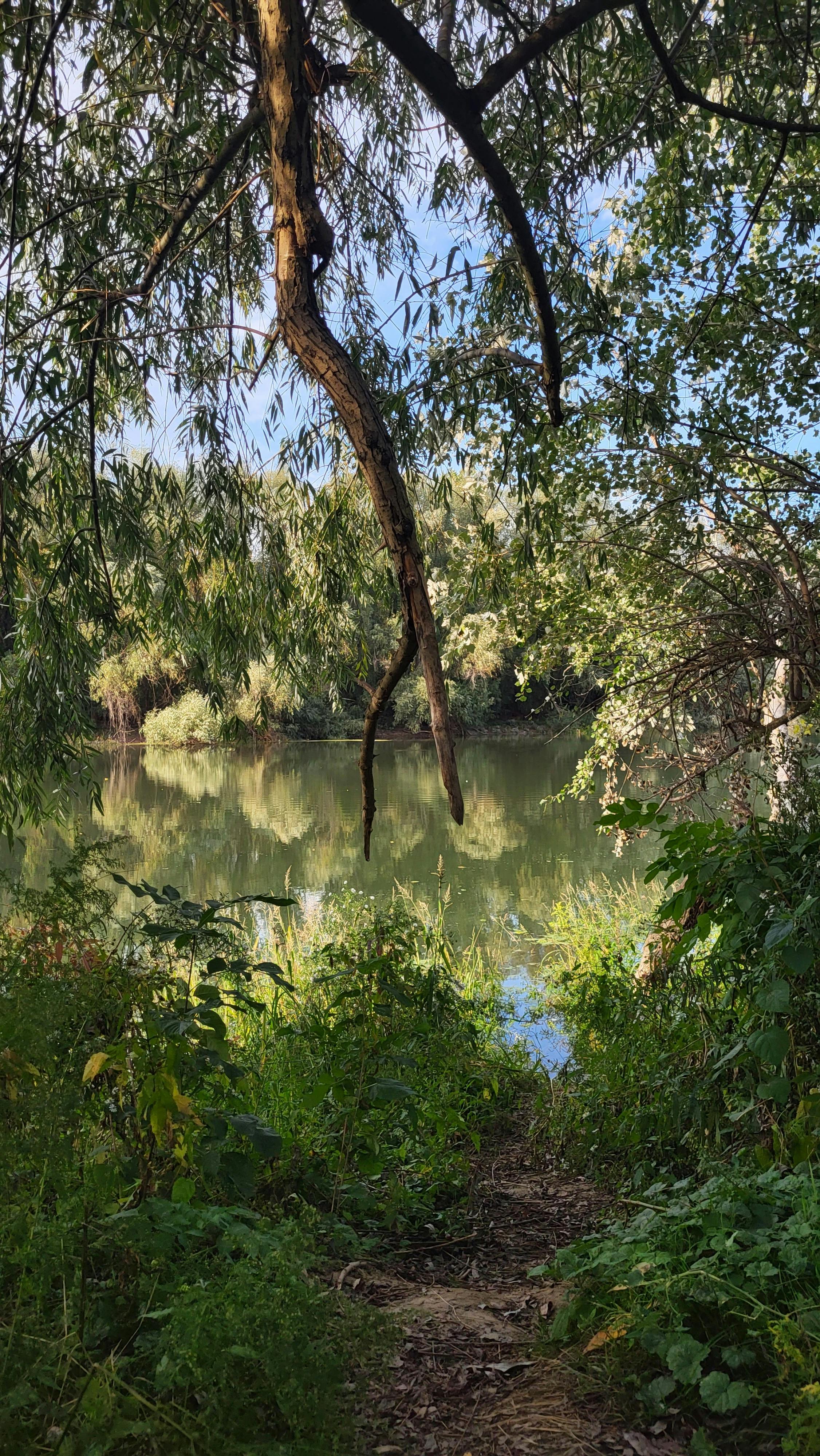 Green Trees Beside River · Free Stock Photo