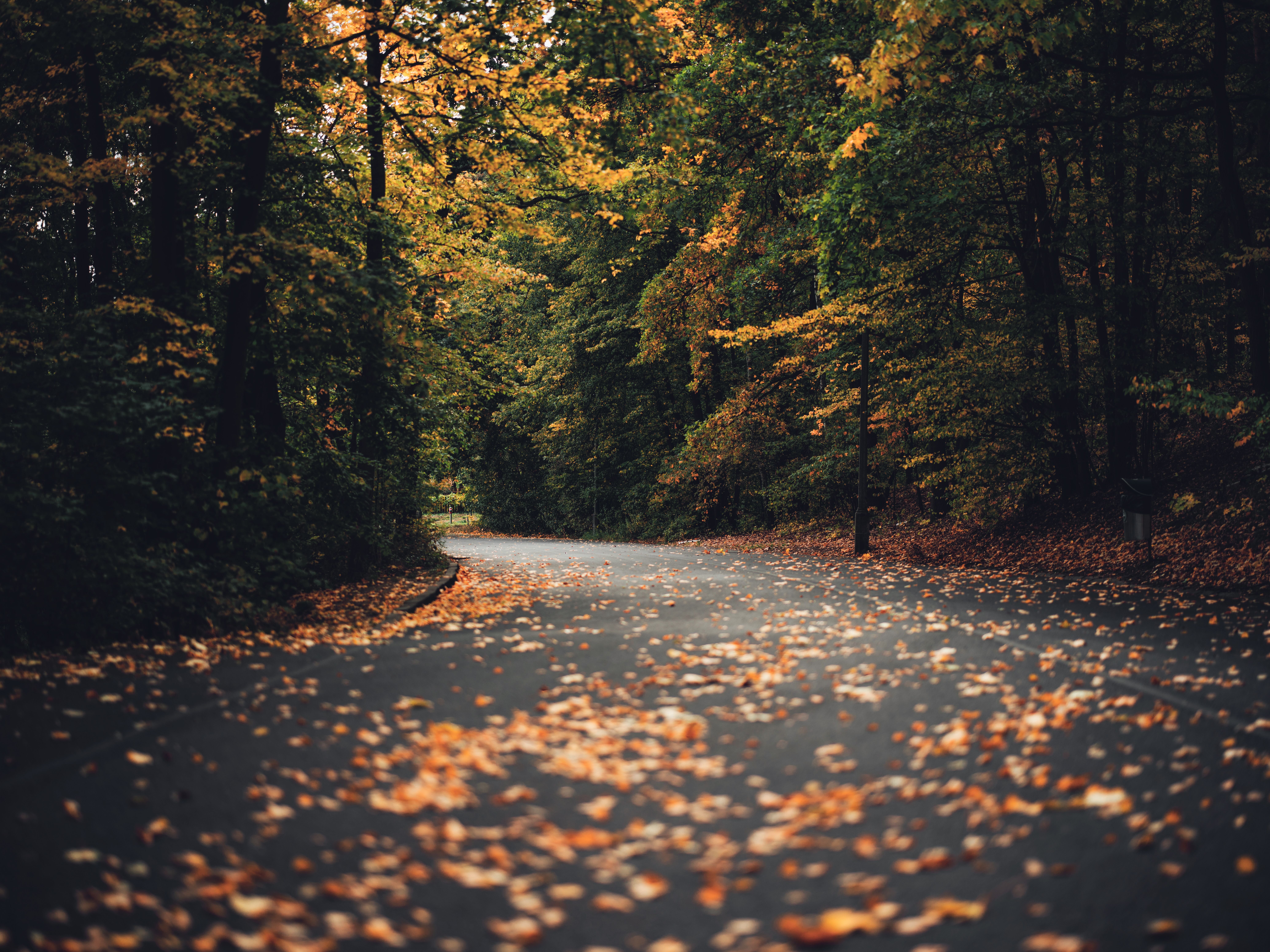 Photo of Roadway During Fall · Free Stock Photo