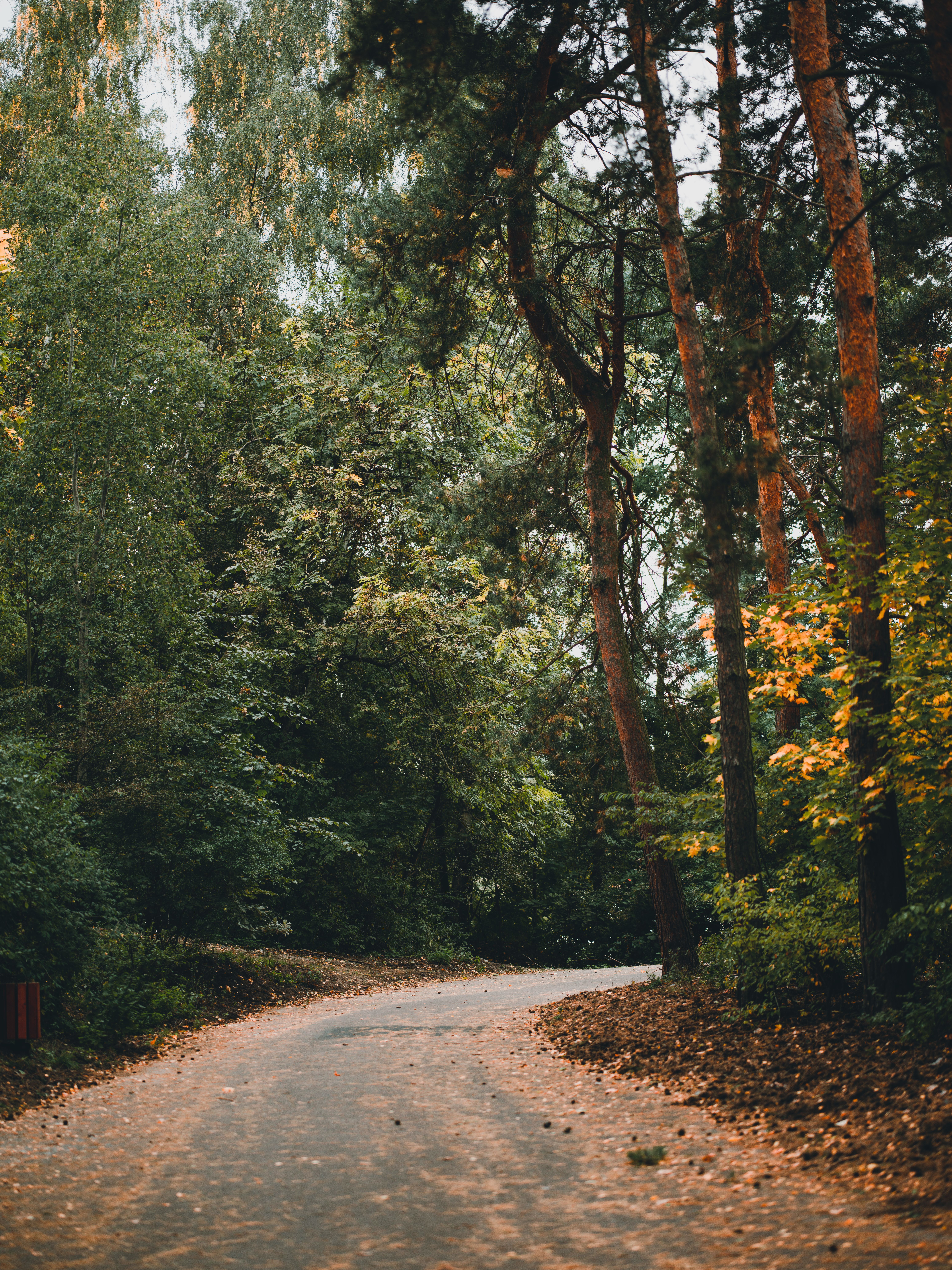 Forest during Daytime · Free Stock Photo