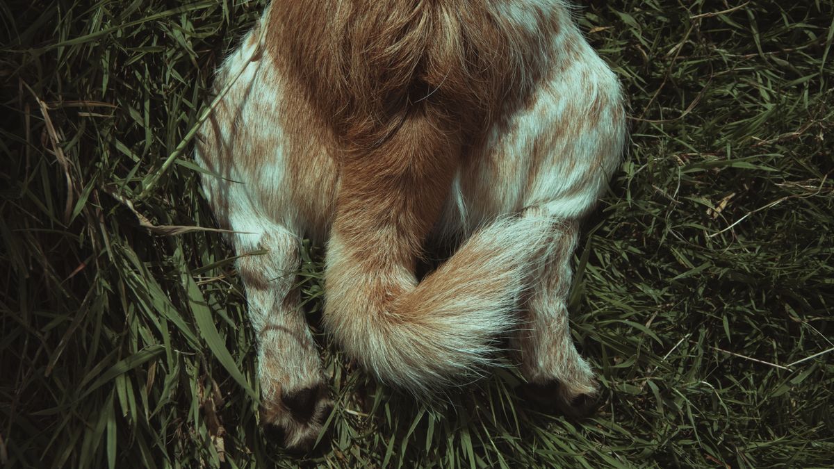 Understanding Why Dogs Cross Their Back Legs When Walking