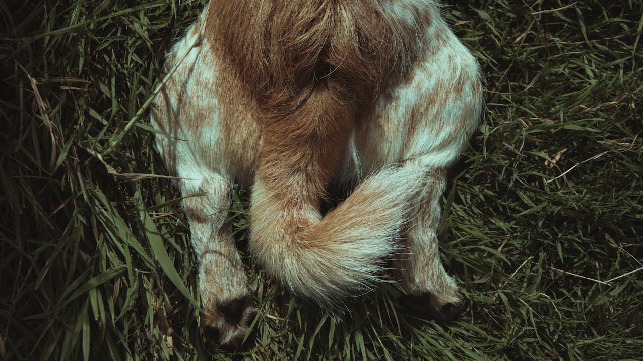 Understanding Canine Hock Anatomy & Common Issues