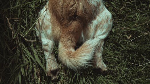 Cow Hocked Dog: Understanding Health and Mobility Issues