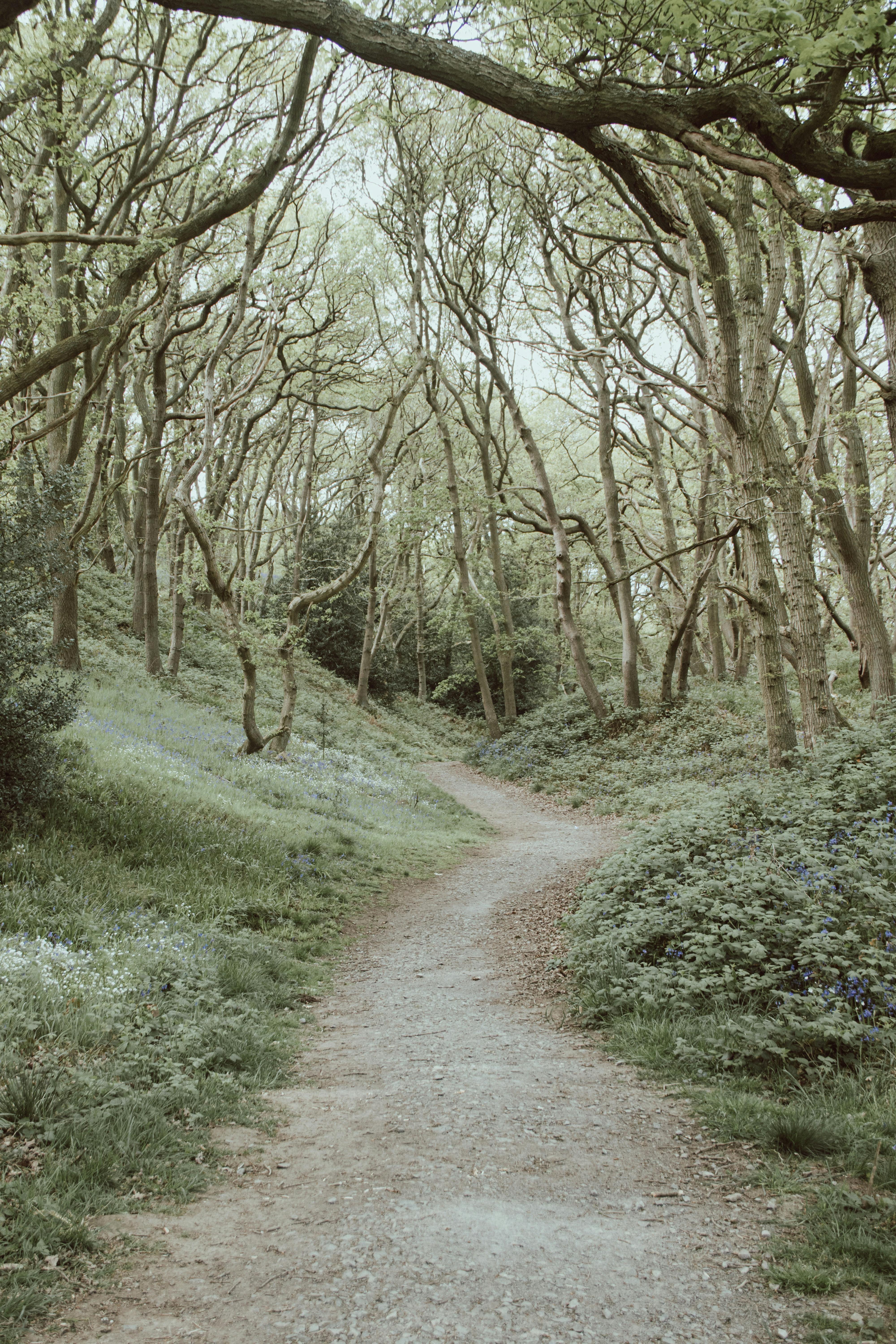 Narrow Pathway Between Leafless Trees · Free Stock Photo