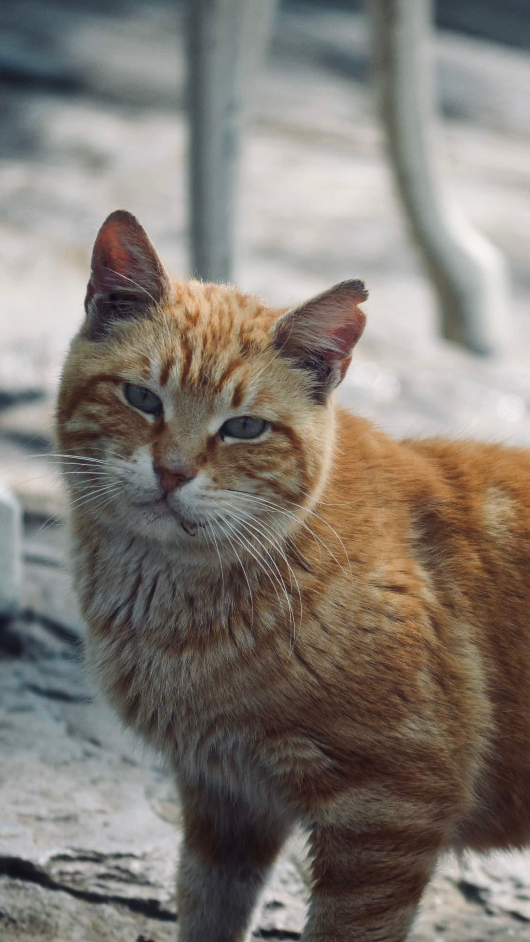 A Brown Tabby Cat on Snow Covered Ground · Free Stock Photo