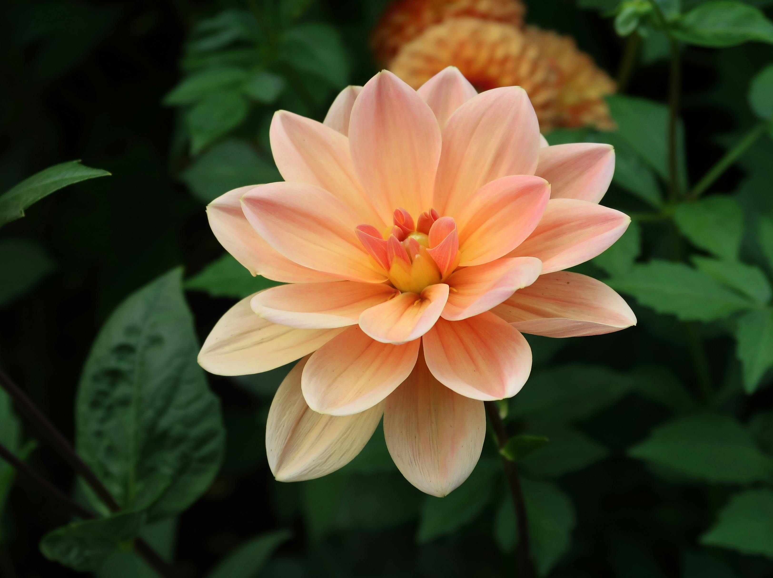 Dalia Pinnata Photos, Download The BEST Free Dalia Pinnata Stock Photos ...
