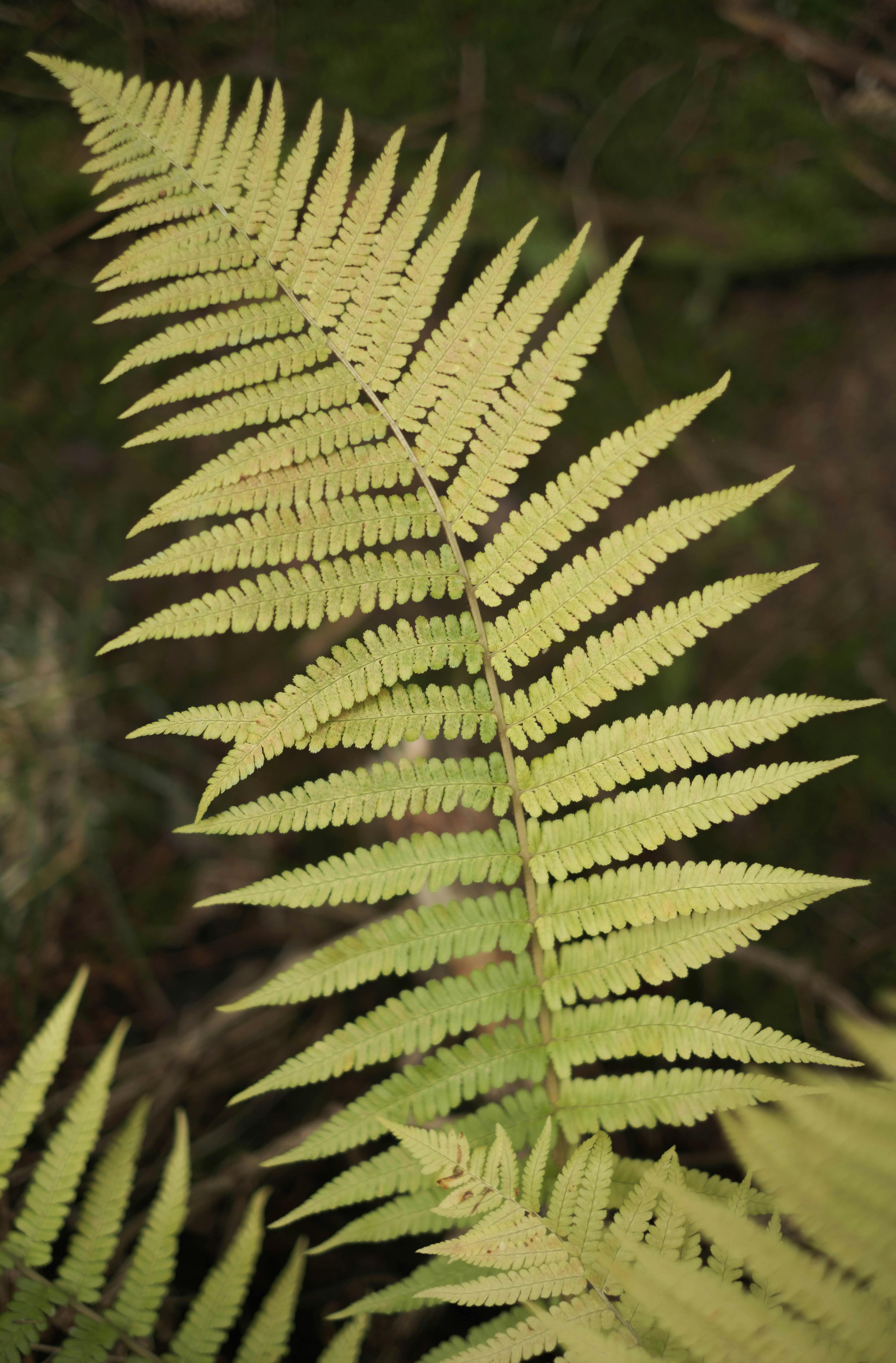 Close-Up Shot of Green Fern Leaves · Free Stock Photo