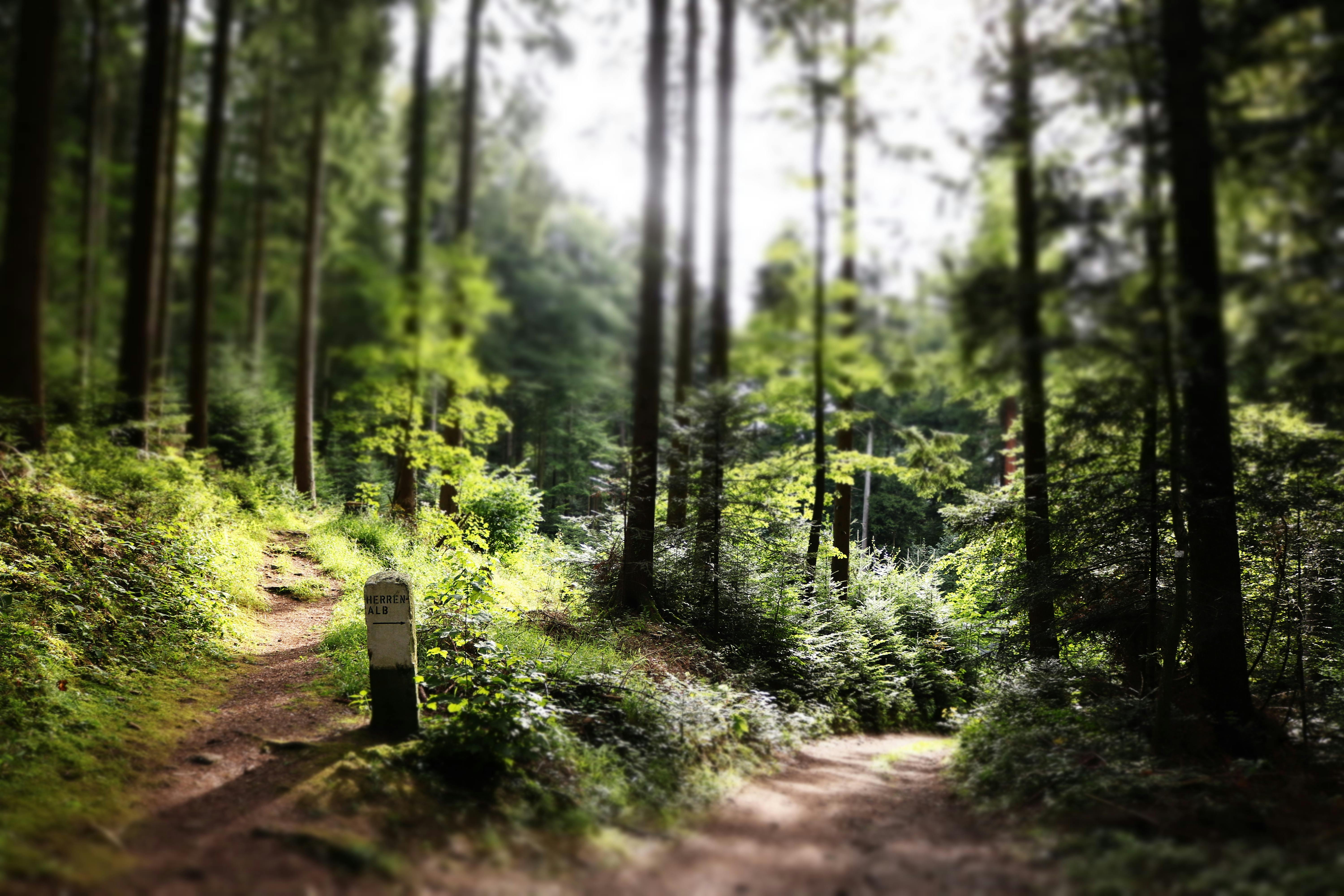 Free stock photo of forest, pathway, sun