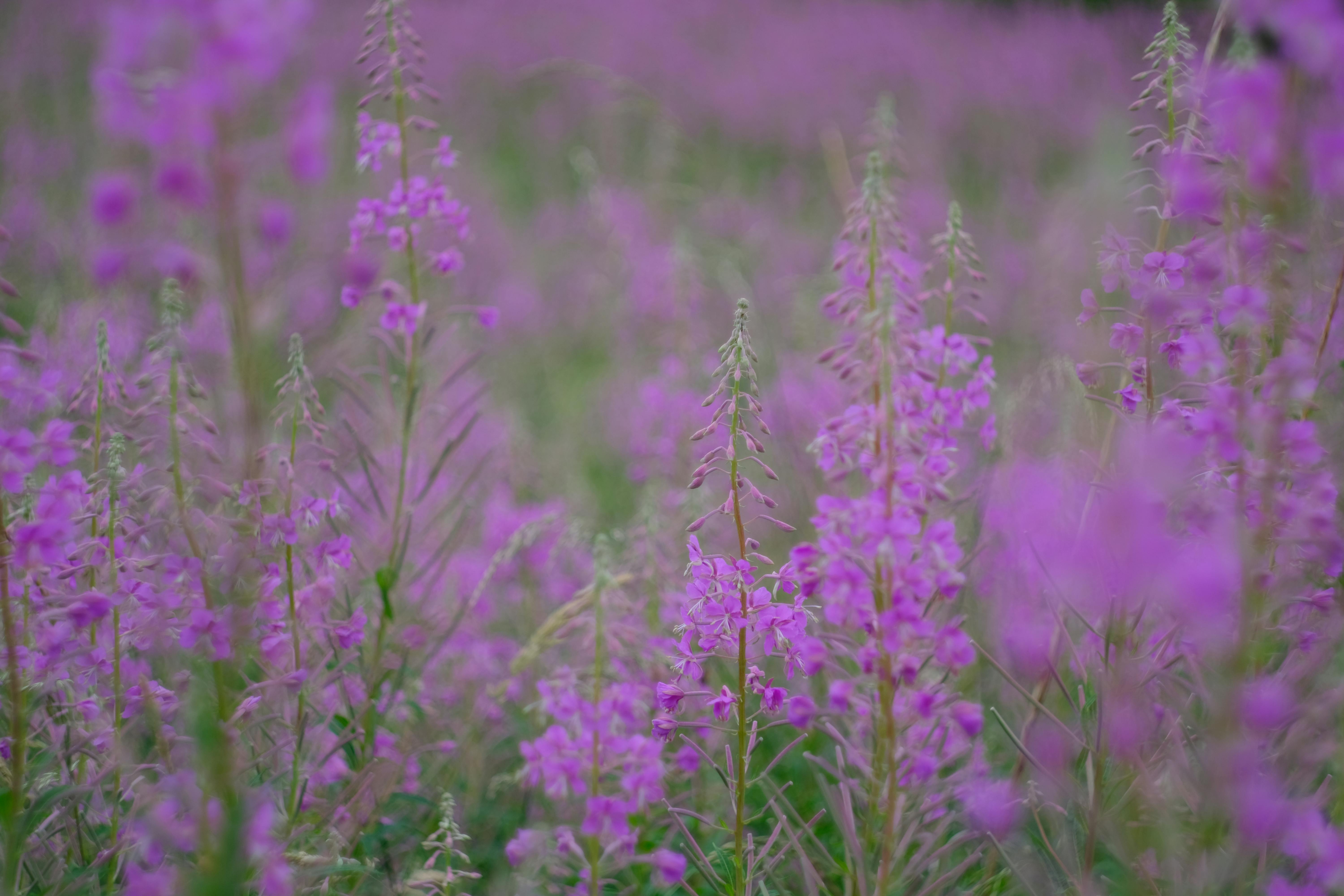 Fireweed Photos, Download The BEST Free Fireweed Stock Photos & HD Images