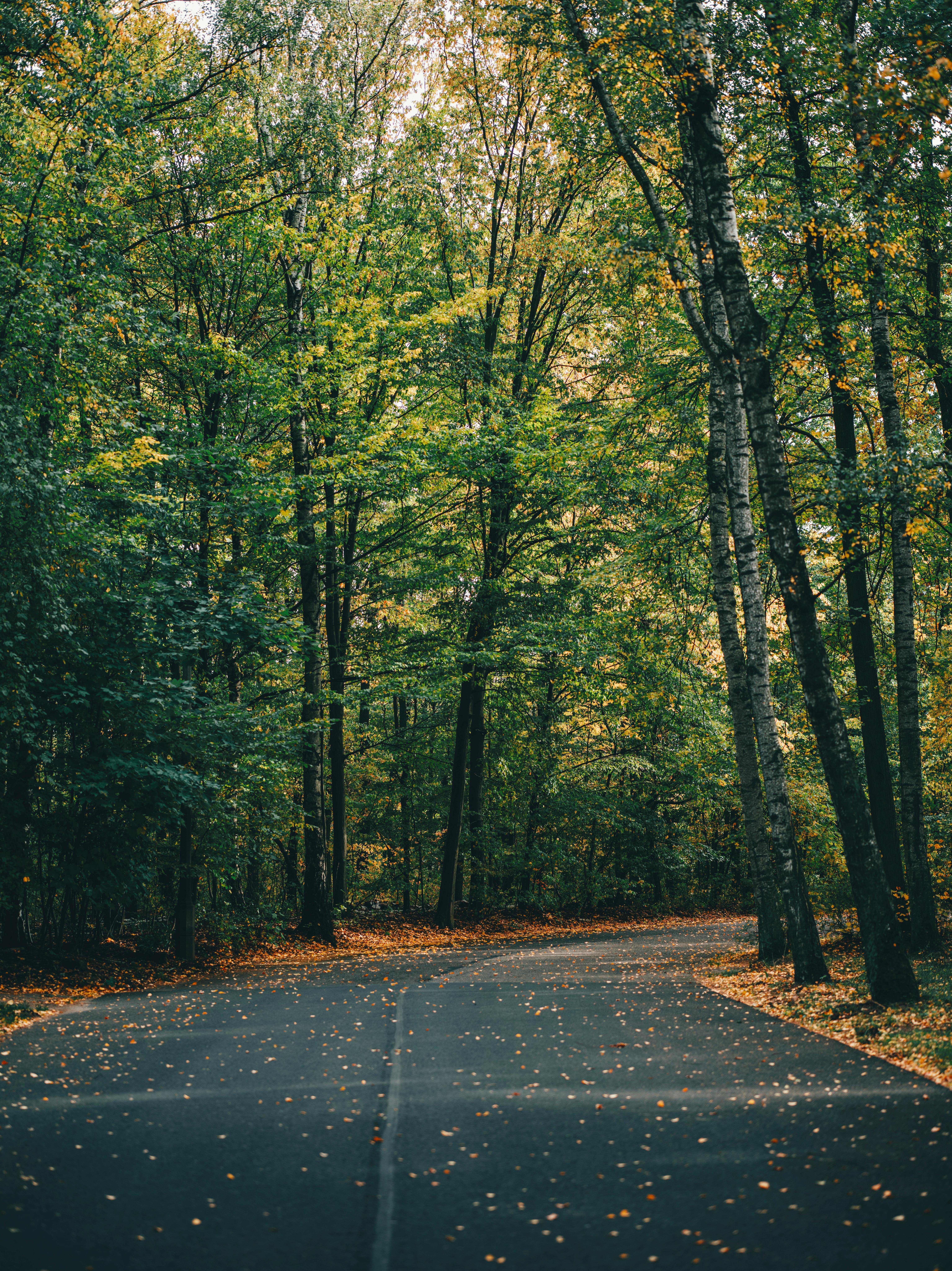 Road in Forest · Free Stock Photo