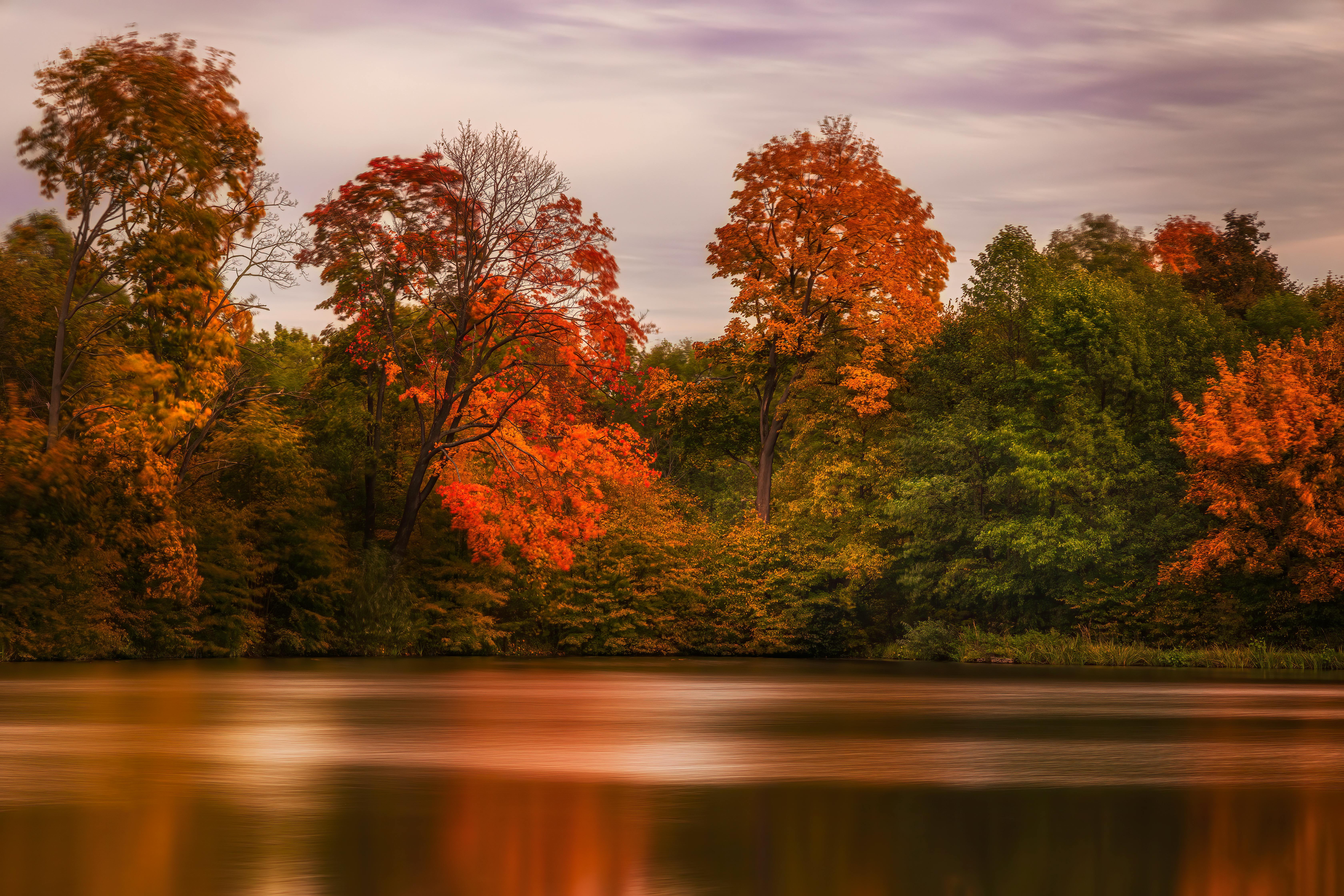 Beautiful Autumn Trees Under Evening Sky · Free Stock Photo