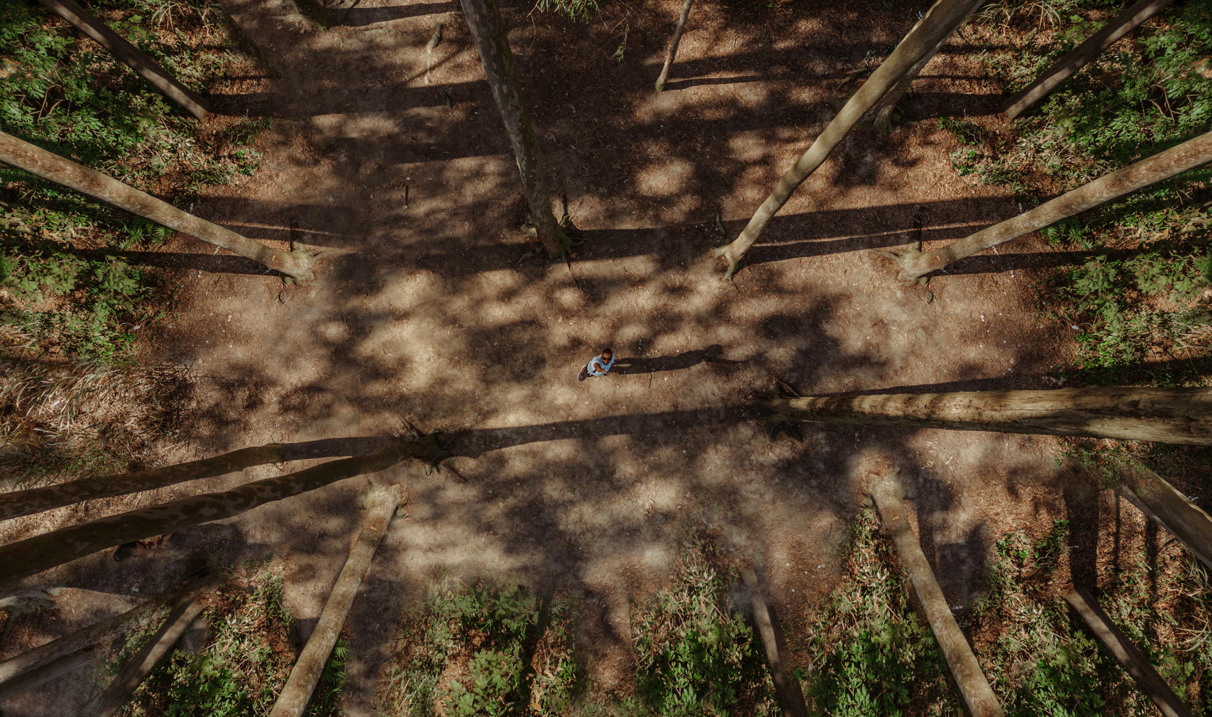 Aerial View of Green Trees · Free Stock Photo