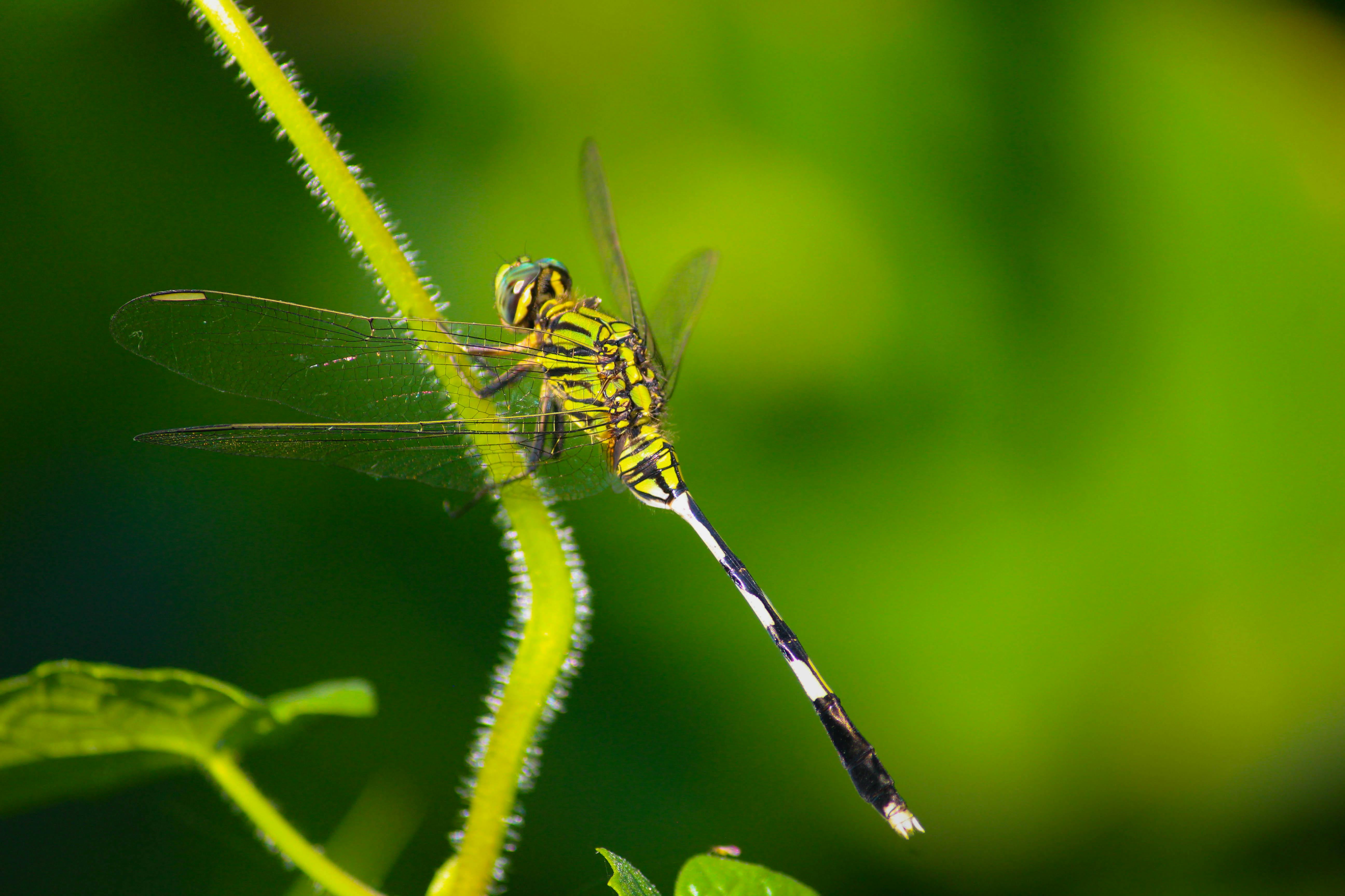 Japanese Dragonfly Photos, Download The BEST Free Japanese Dragonfly ...