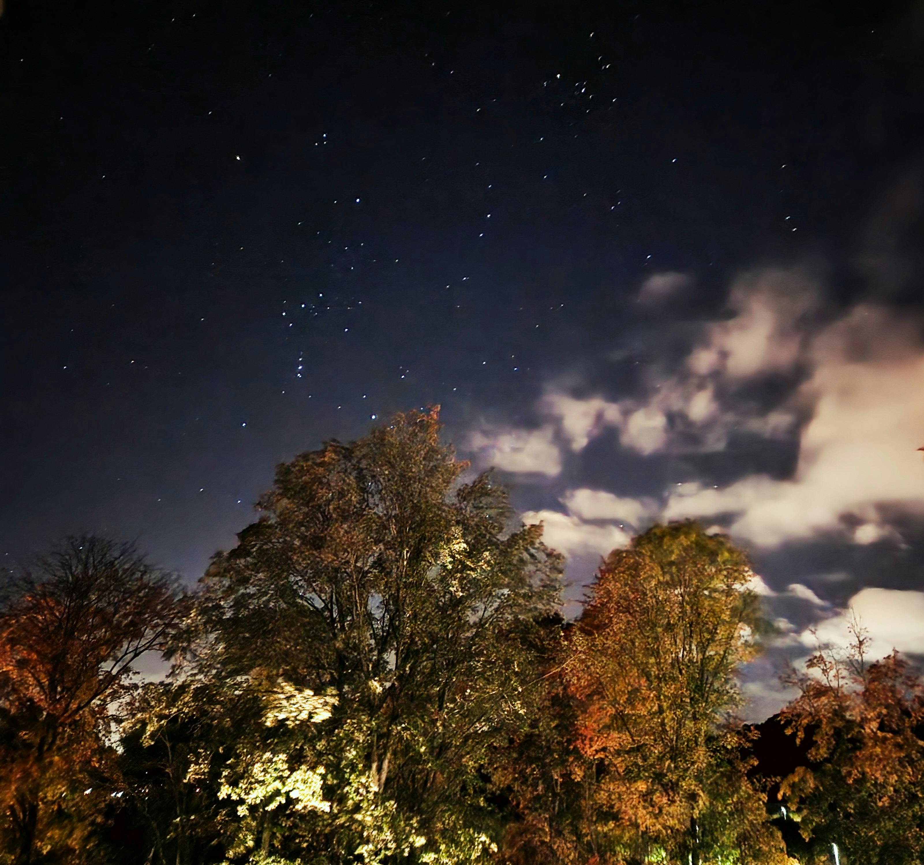 Trees under a Starry Night Sky · Free Stock Photo