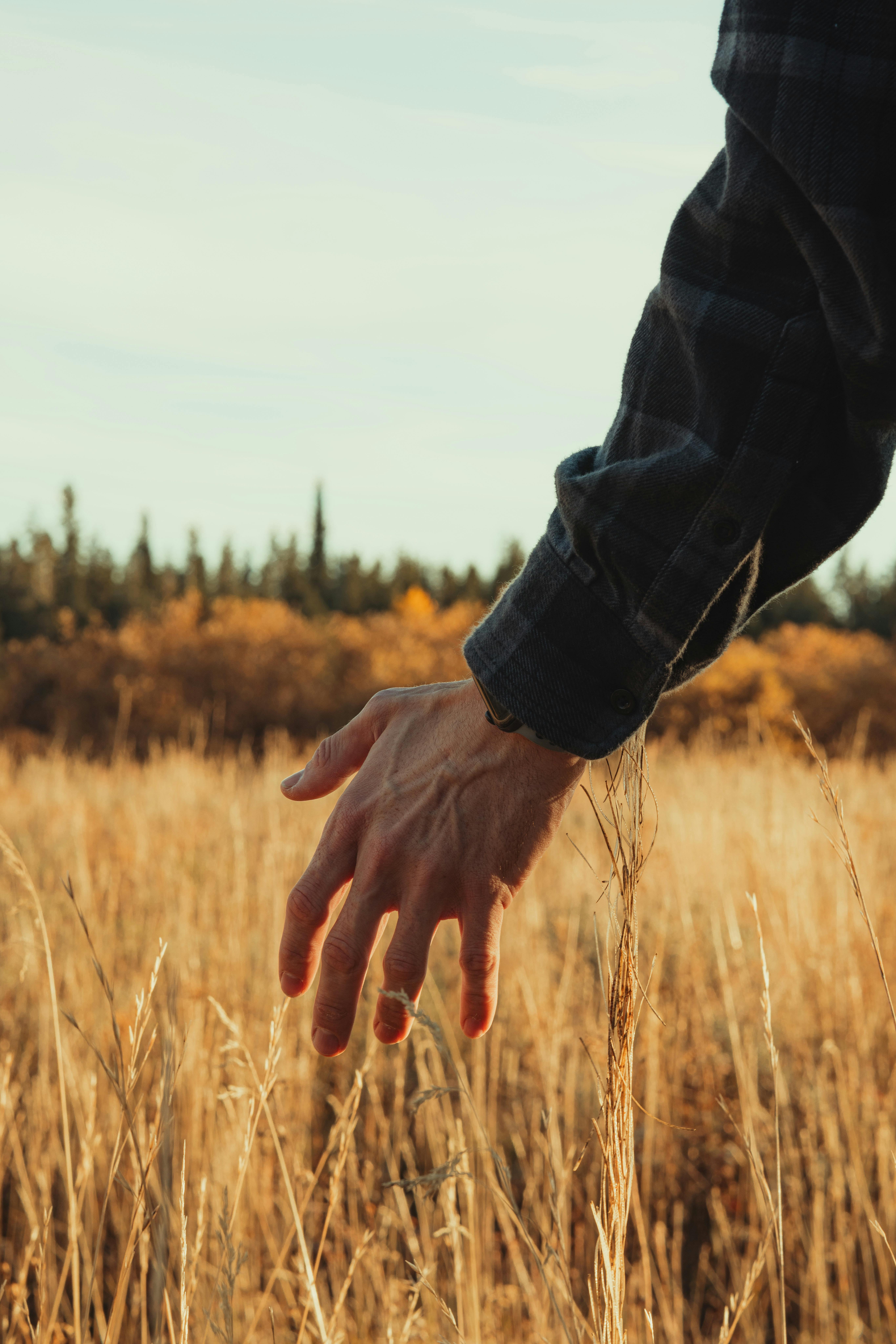 Hand Touching Barren Branches · Free Stock Photo
