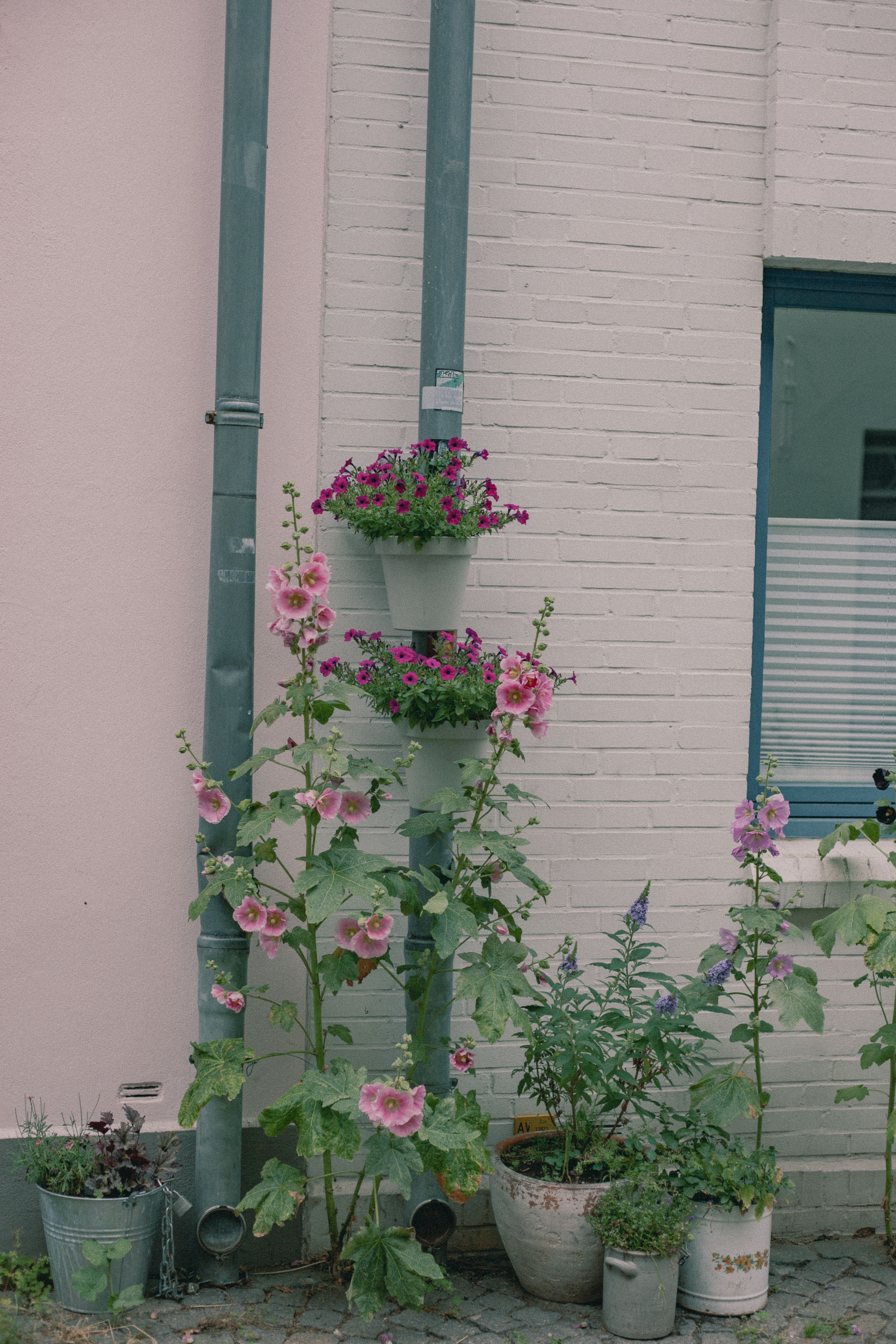 Pink Flowers Blooming on Top of a Brick Wall · Free Stock Photo