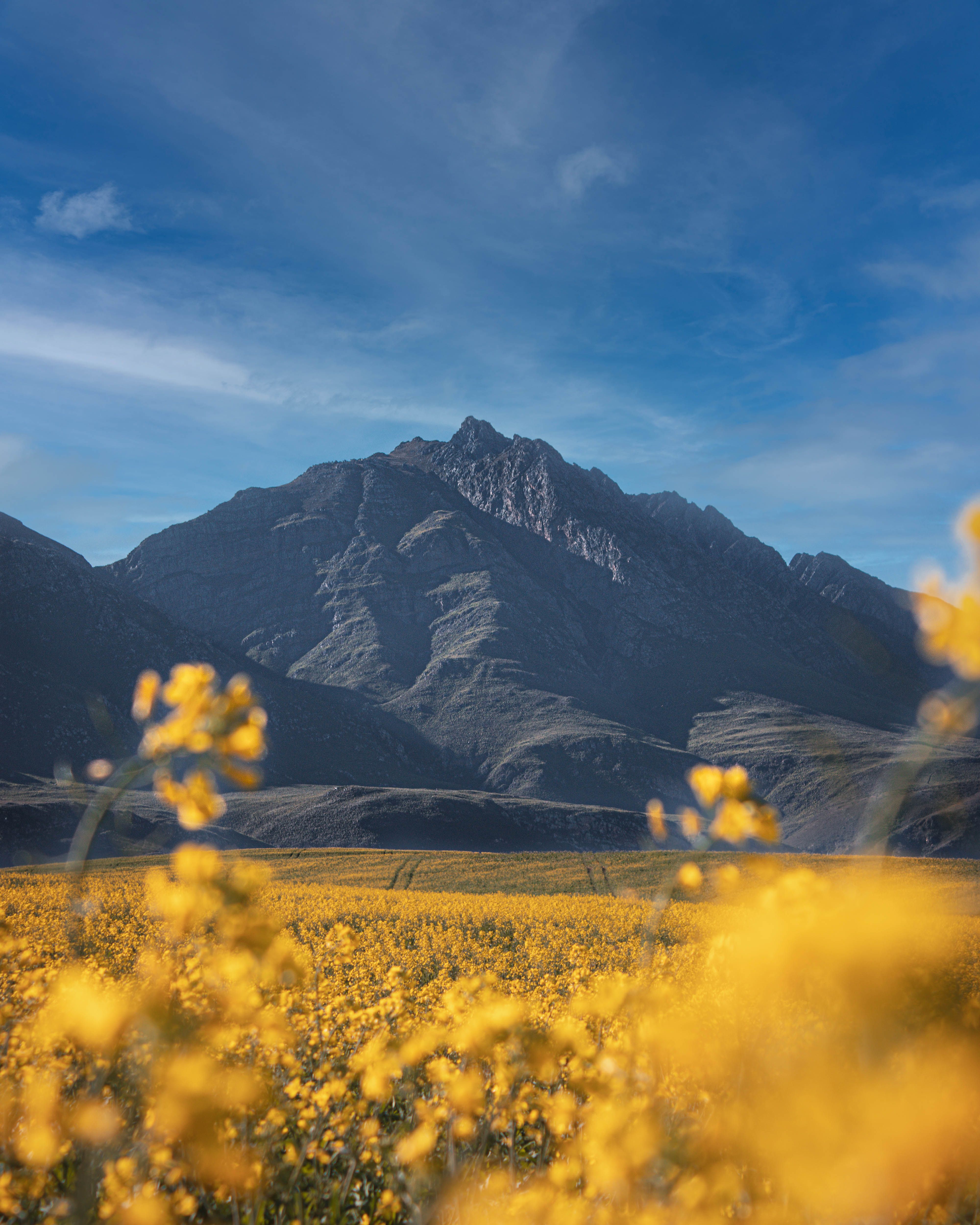 Woman Walking on Flower Meadow · Free Stock Photo