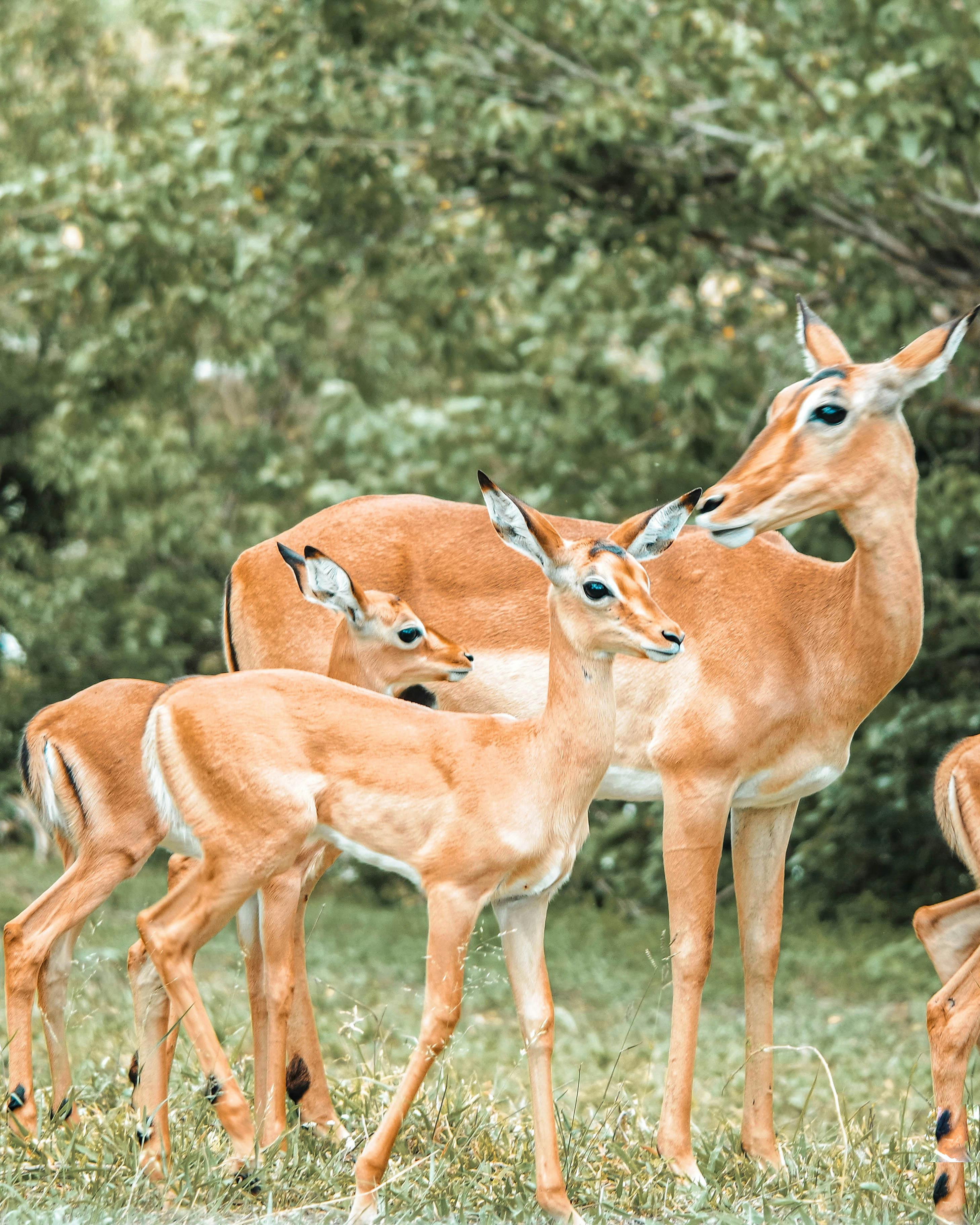 Impalas on the Grass · Free Stock Photo