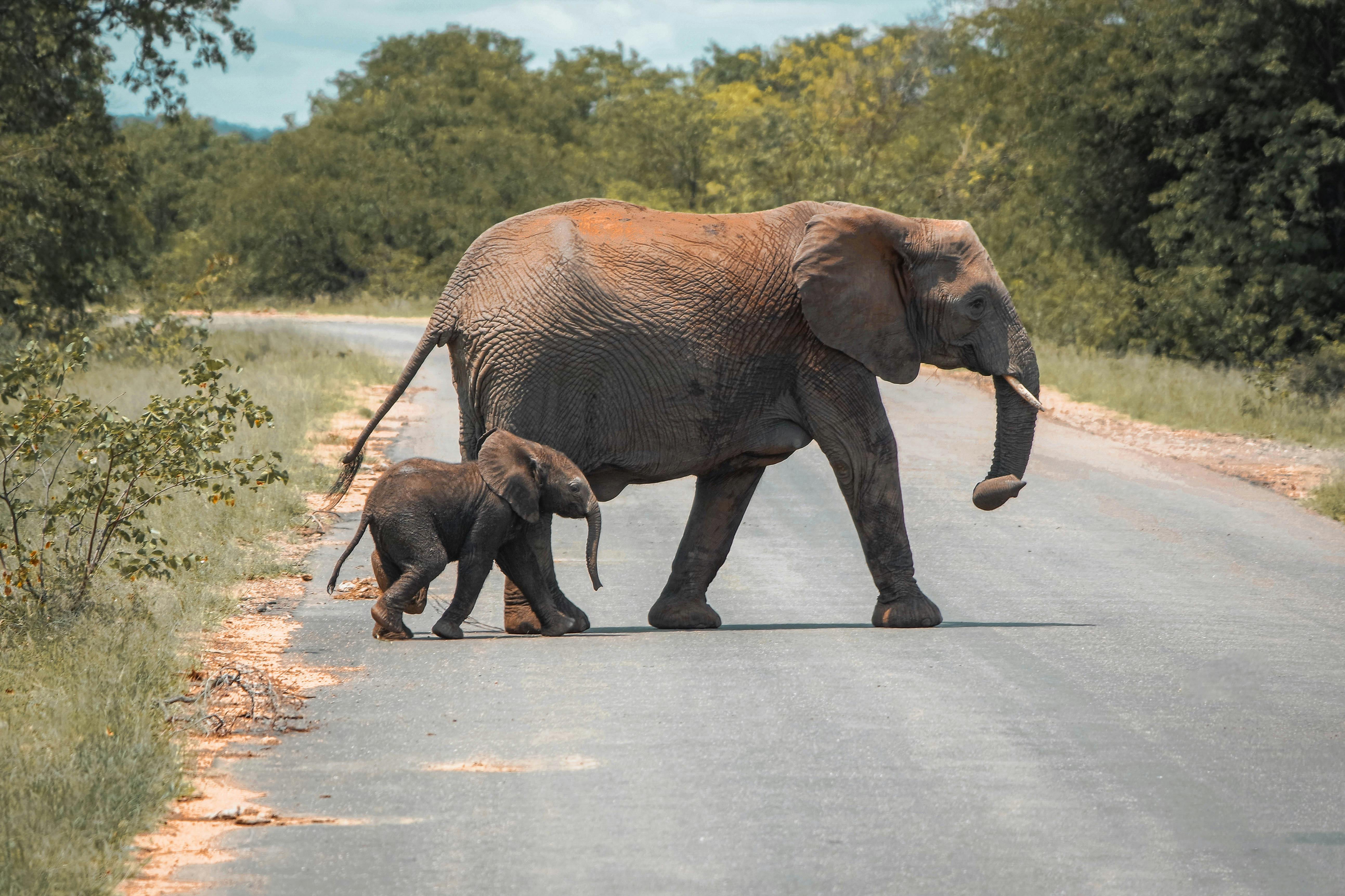Brown Elephant Walking on Gray Concrete Road · Free Stock Photo