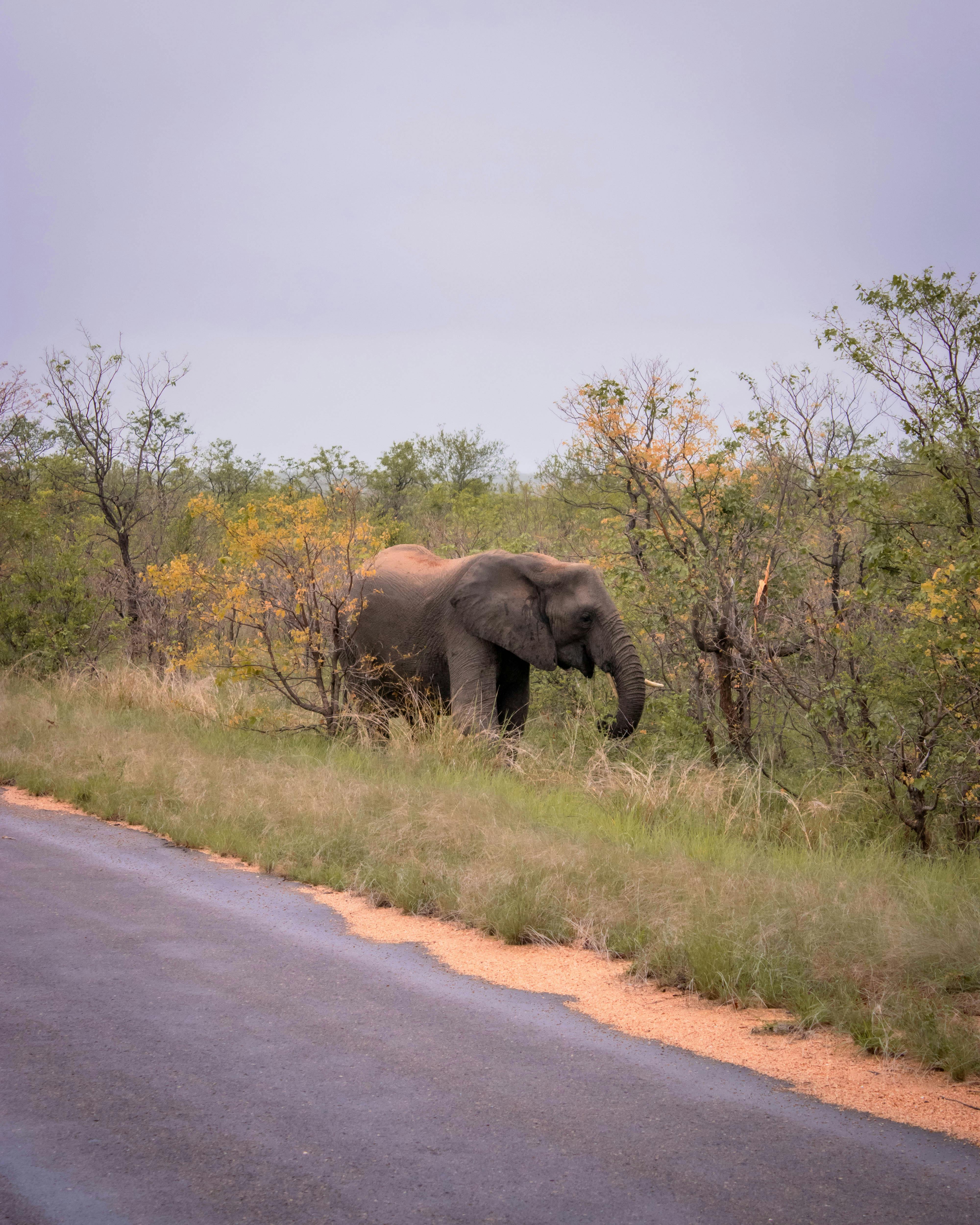 Elephant by Road · Free Stock Photo