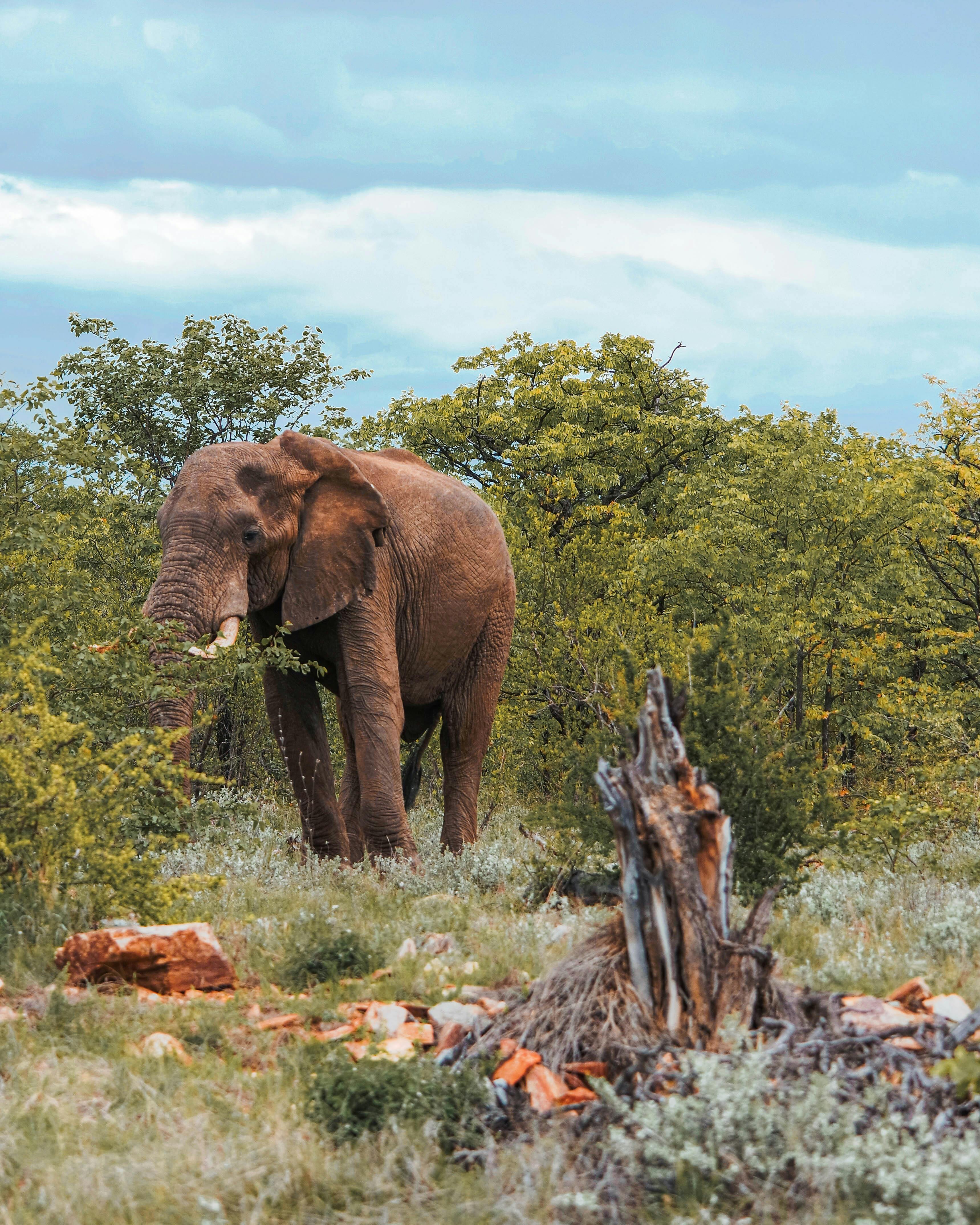 An Elephant in the Wild · Free Stock Photo
