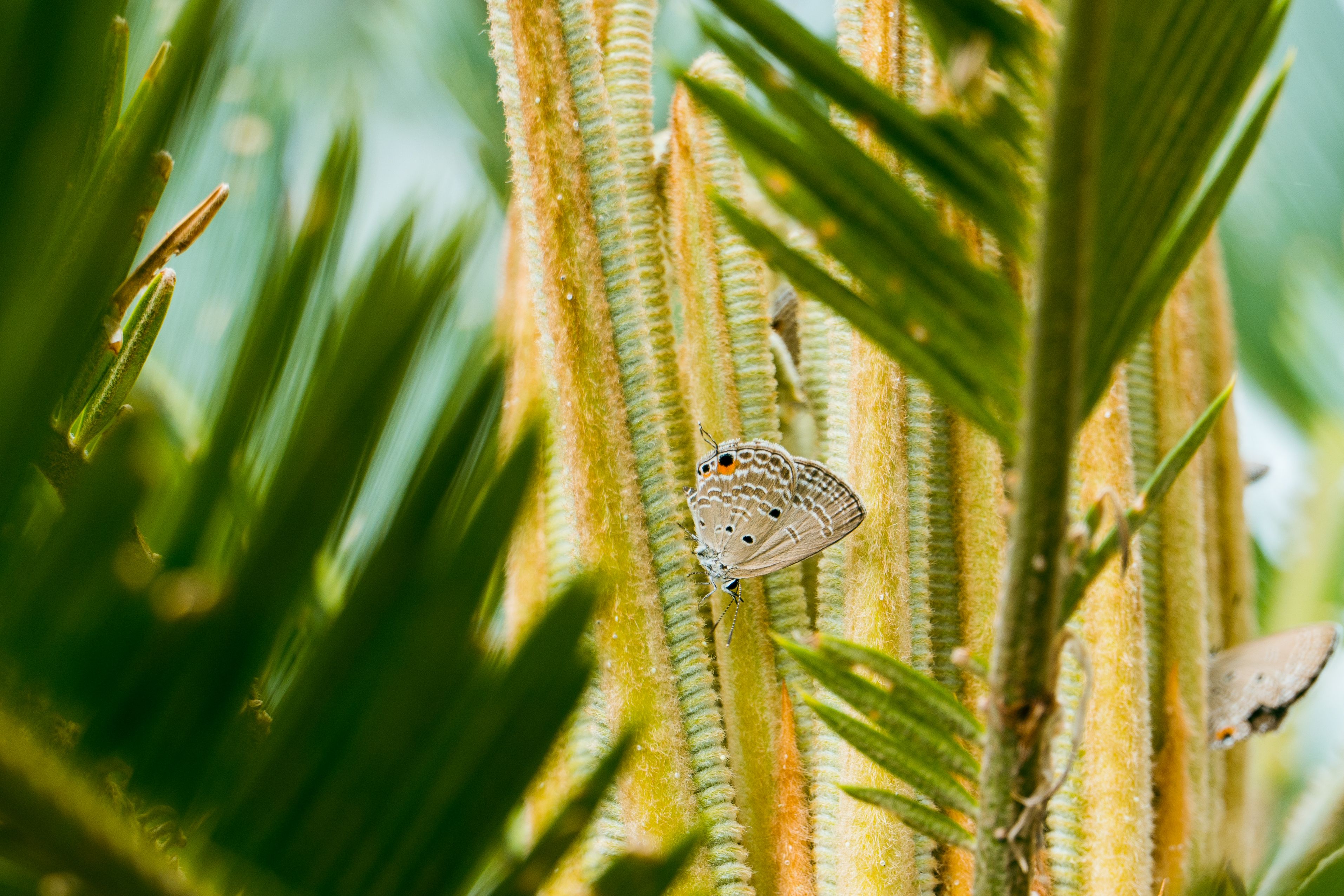 Close-Up Photo of Butterfly Perched on Plant · Free Stock Photo