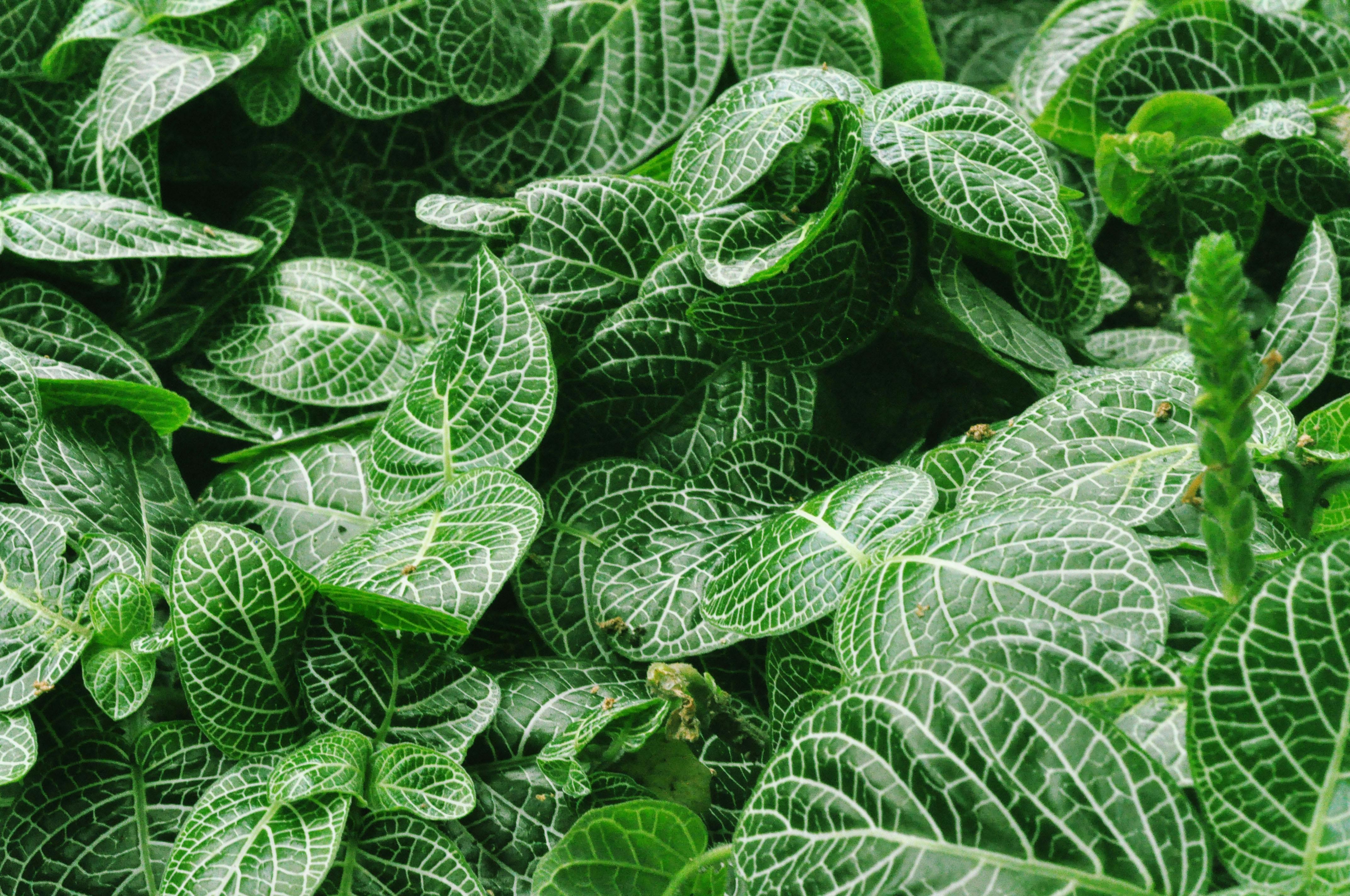 Close Up Photo of Leaves · Free Stock Photo