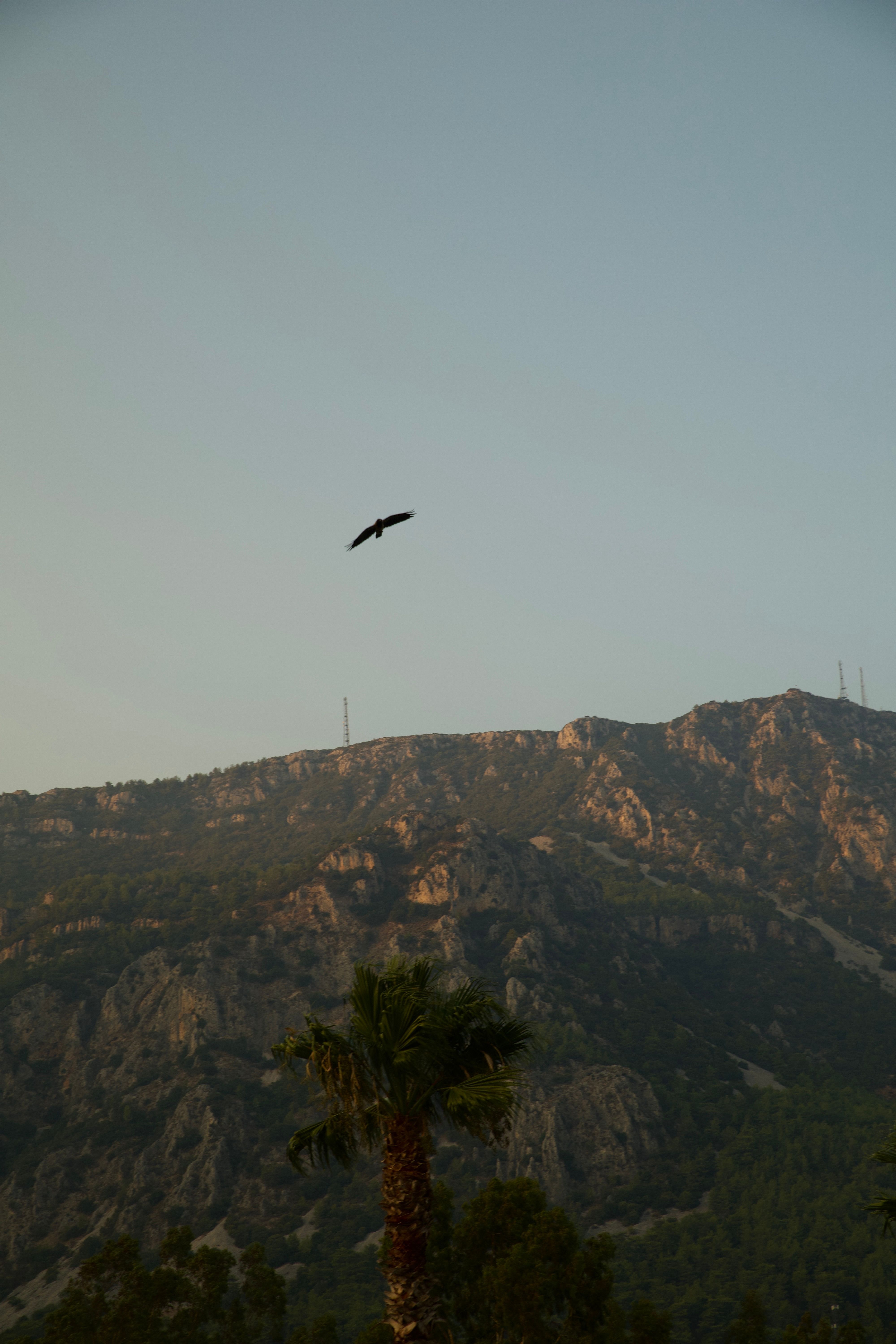 Bird Flying over the Mountain · Free Stock Photo