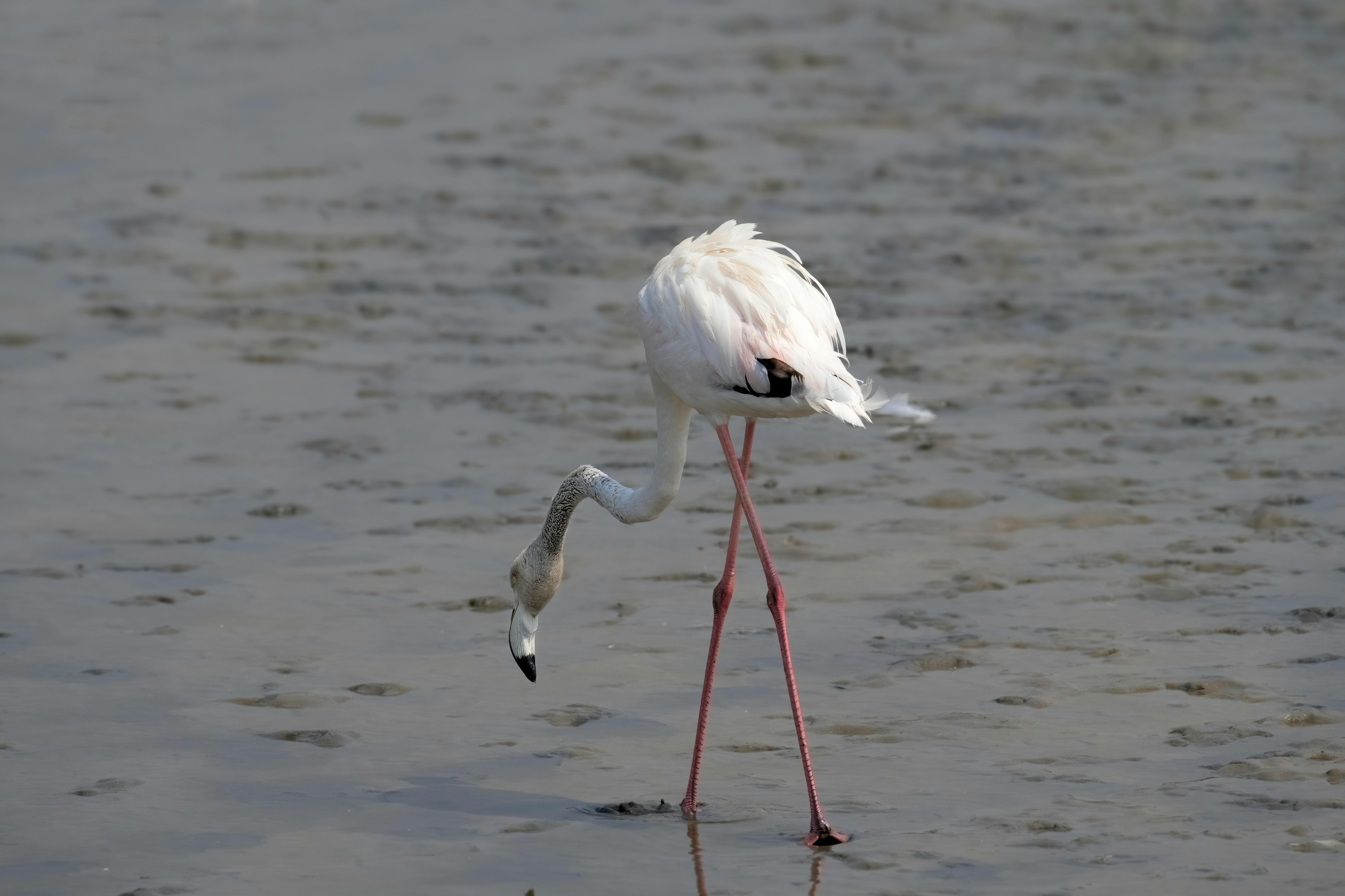 White Flamingo Walking a Muddy Lakeshore · Free Stock Photo