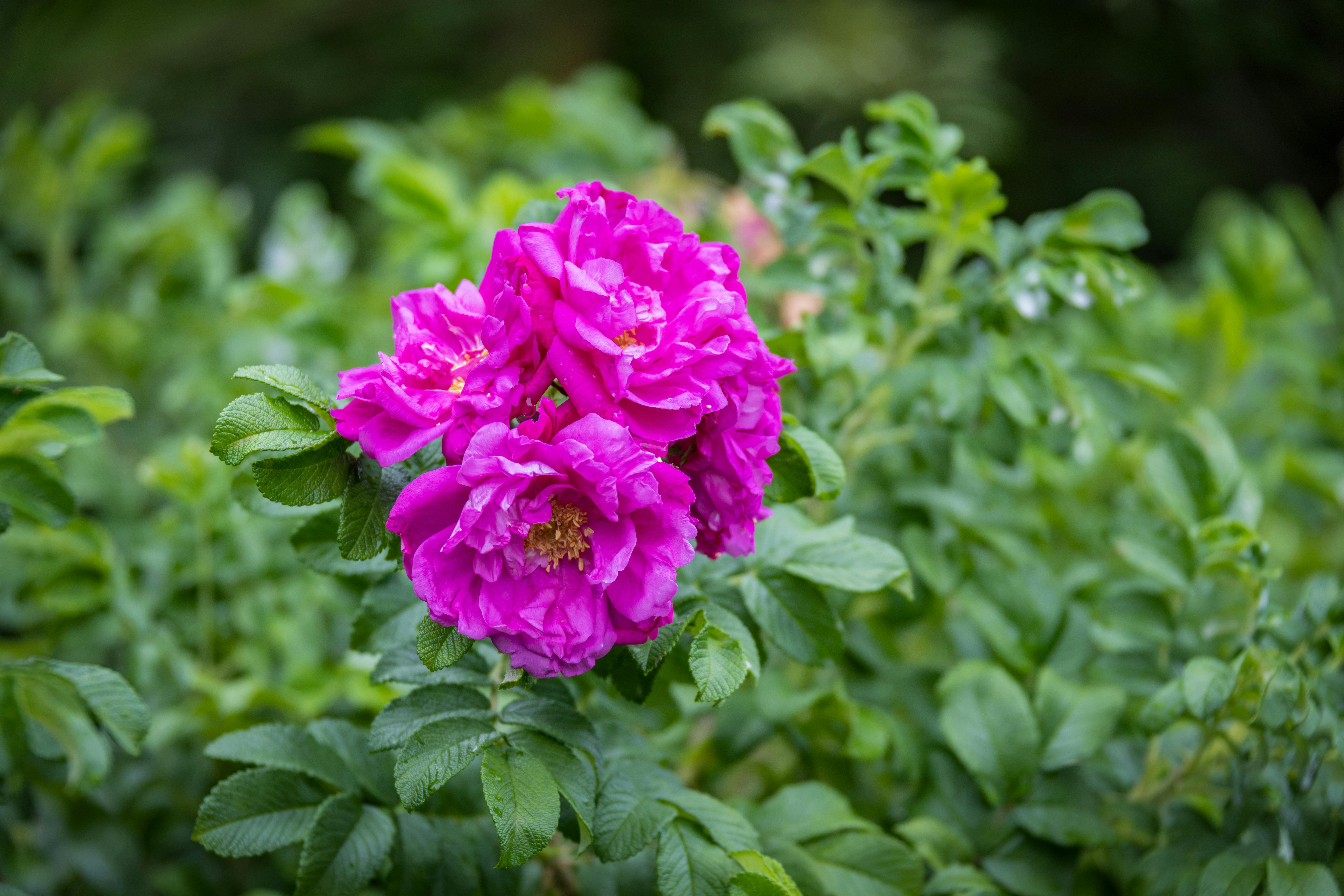 Pink Flower in Close Up Shot · Free Stock Photo