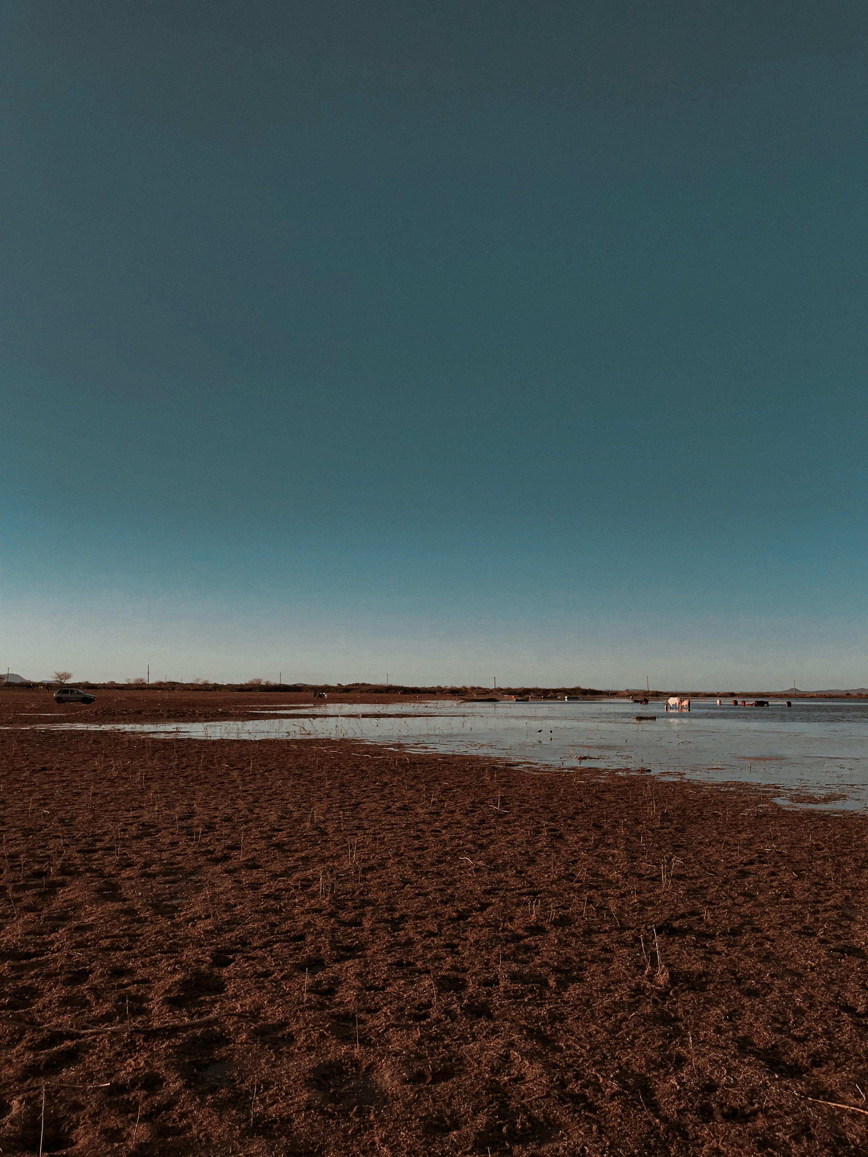 Marsh Reeds on Swamp · Free Stock Photo