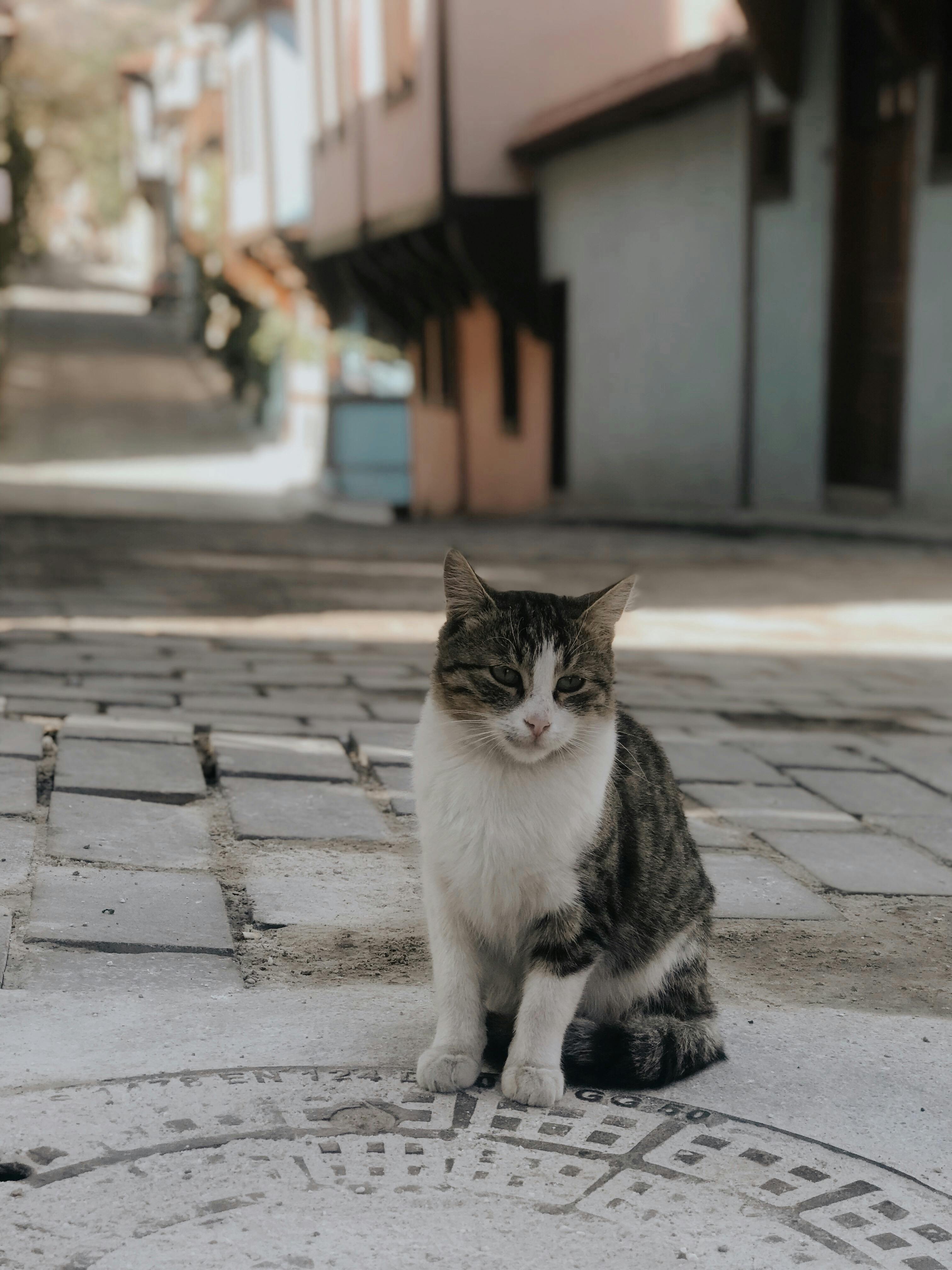 Close-up of a Cat with Closed Eyes · Free Stock Photo