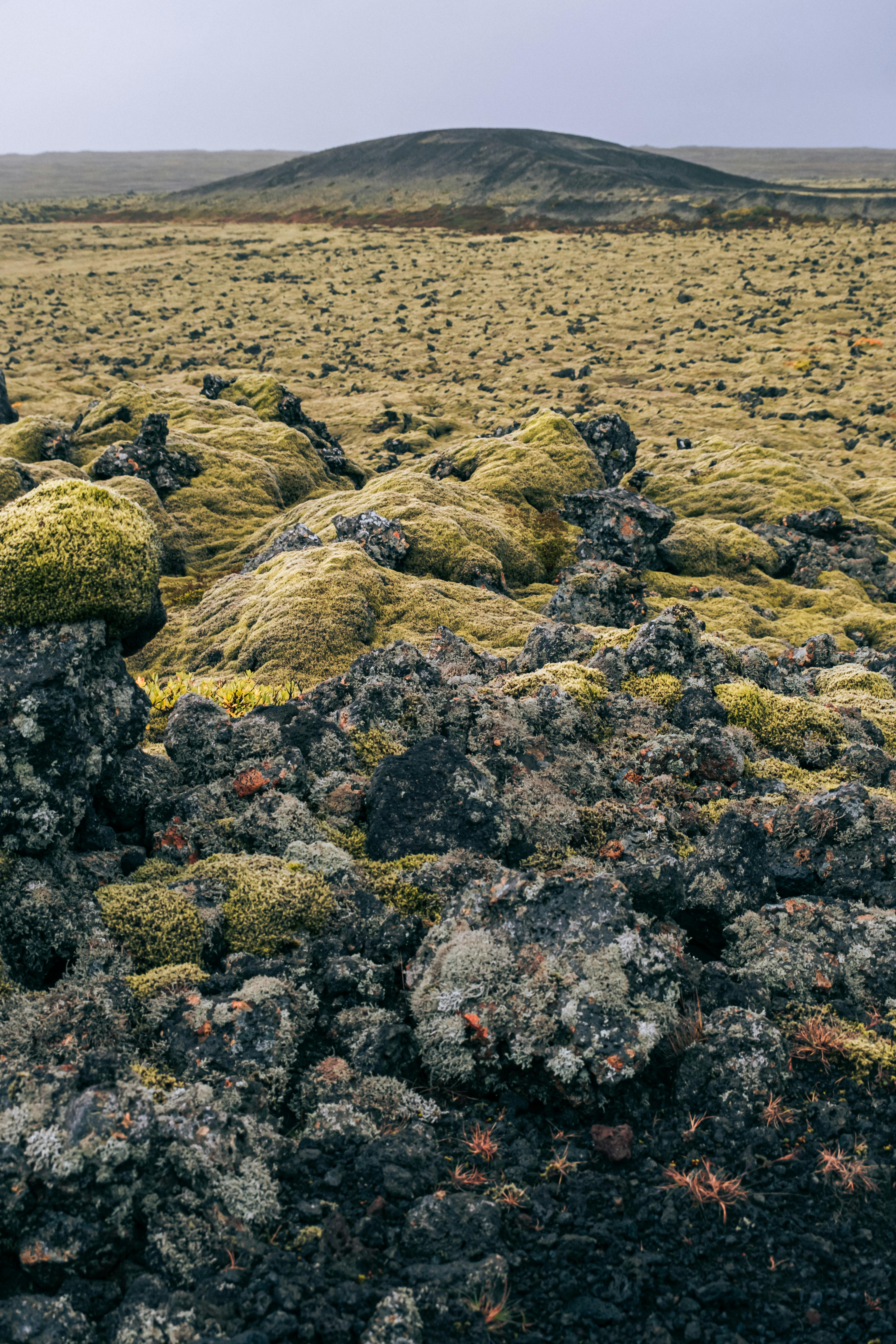 Green Moss Covering a Rocky Field · Free Stock Photo