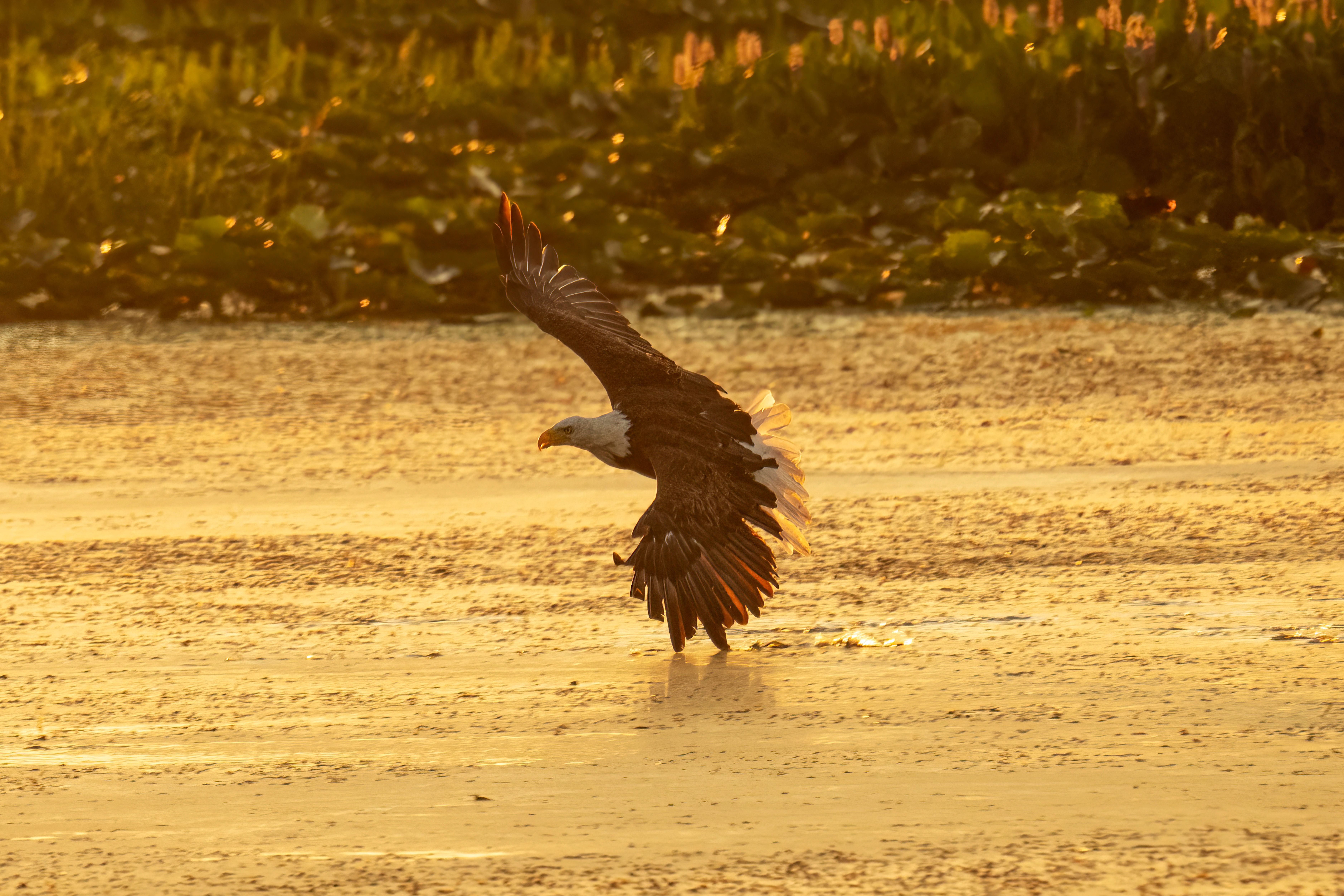 Bald Eagle Flying Above Body of Water · Free Stock Photo