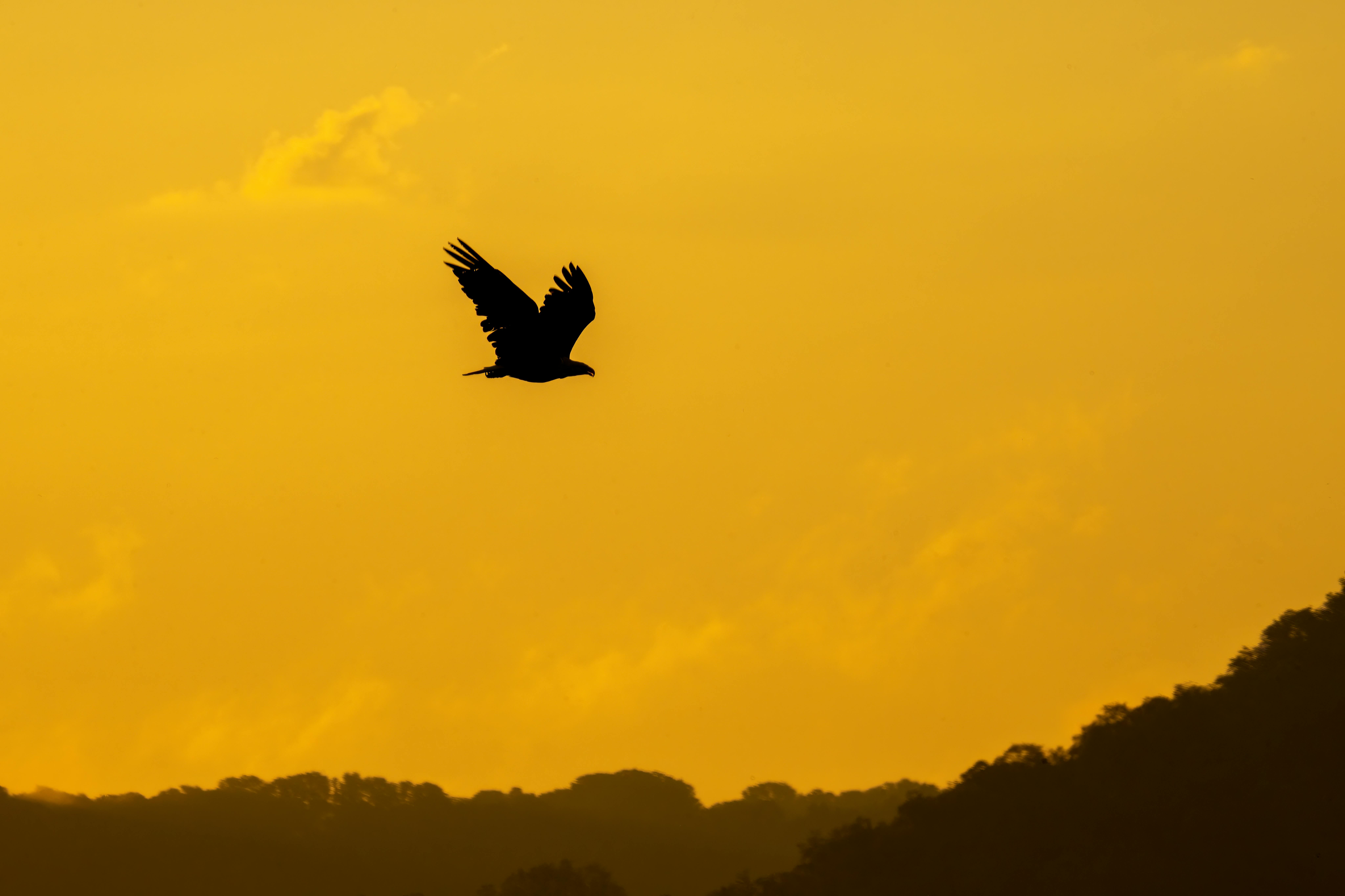 Photo of a Bird Flying · Free Stock Photo