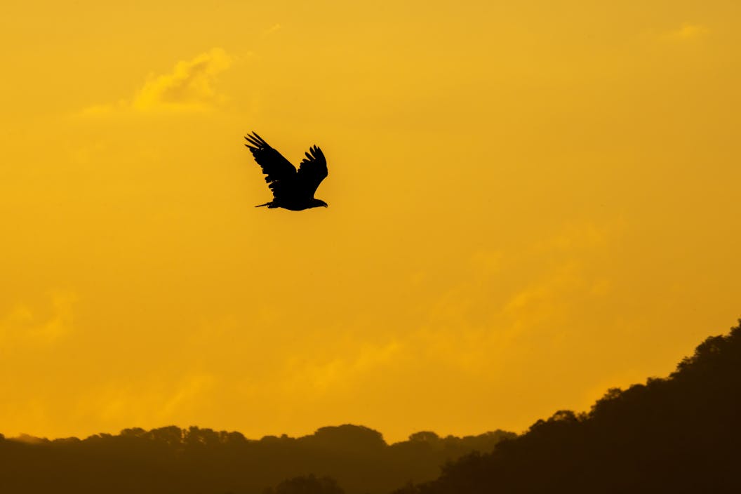 Wisconsin Bird Identification Guide and Tips for Beginners